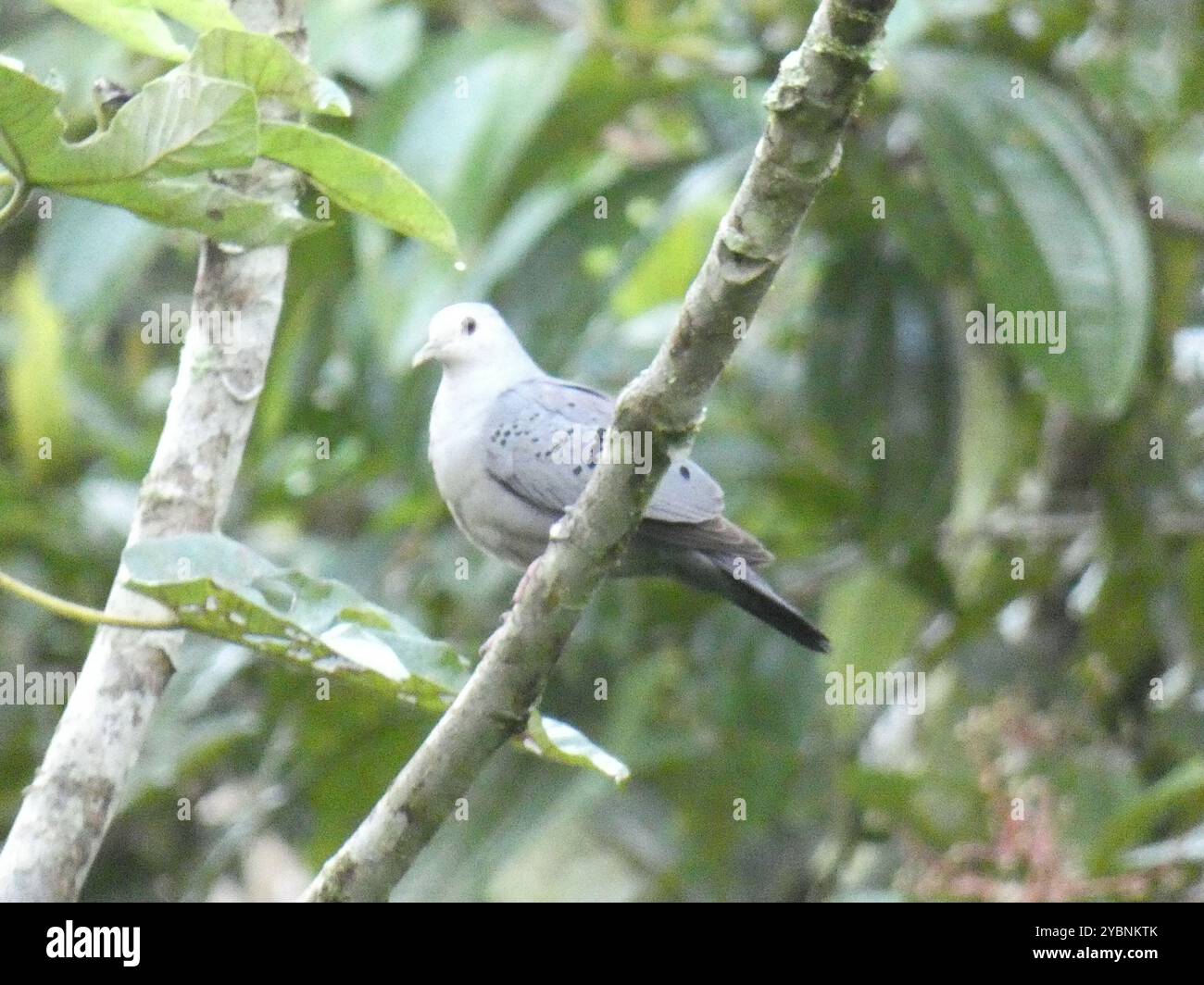 Claravis pretiosa hi-res stock photography and images - Alamy