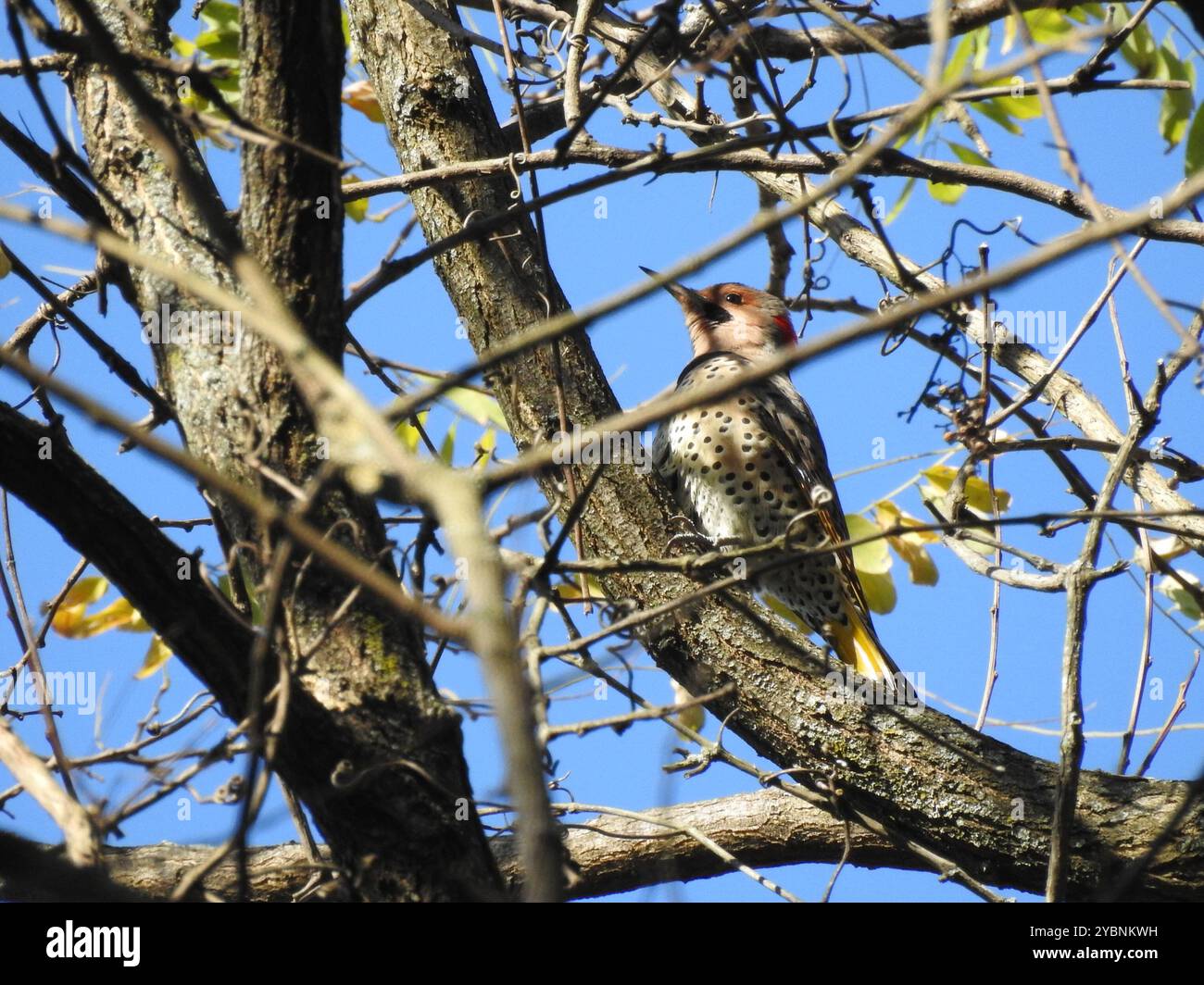 Northern Flicker (Colaptes auratus) Aves Stock Photo - Alamy