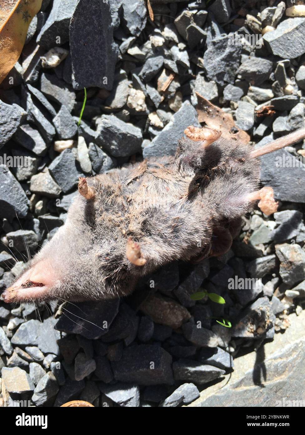 Southern Short-tailed Shrew (Blarina carolinensis) Mammalia Stock Photo ...