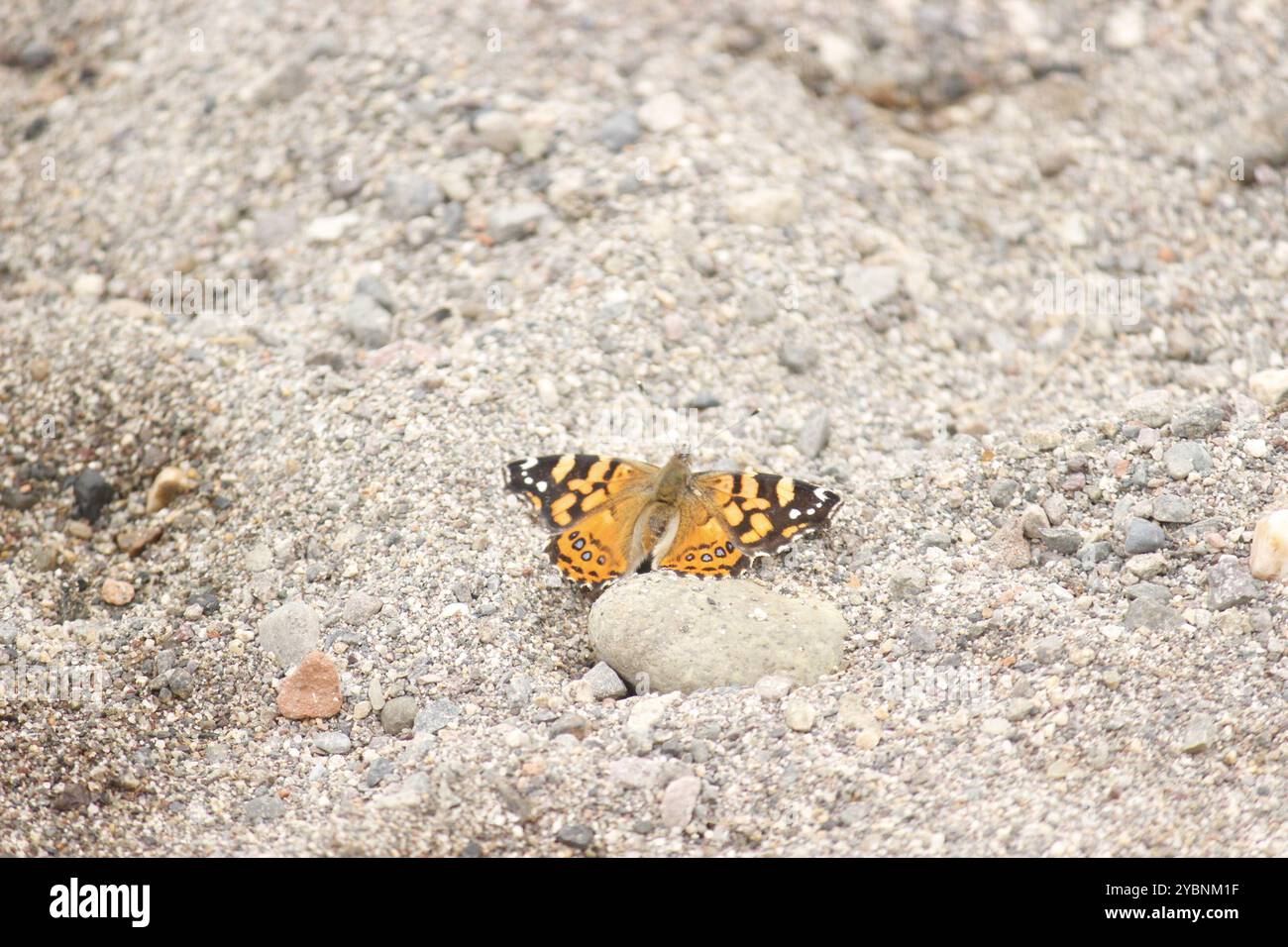Subtropical Lady (Vanessa carye) Insecta Stock Photo - Alamy