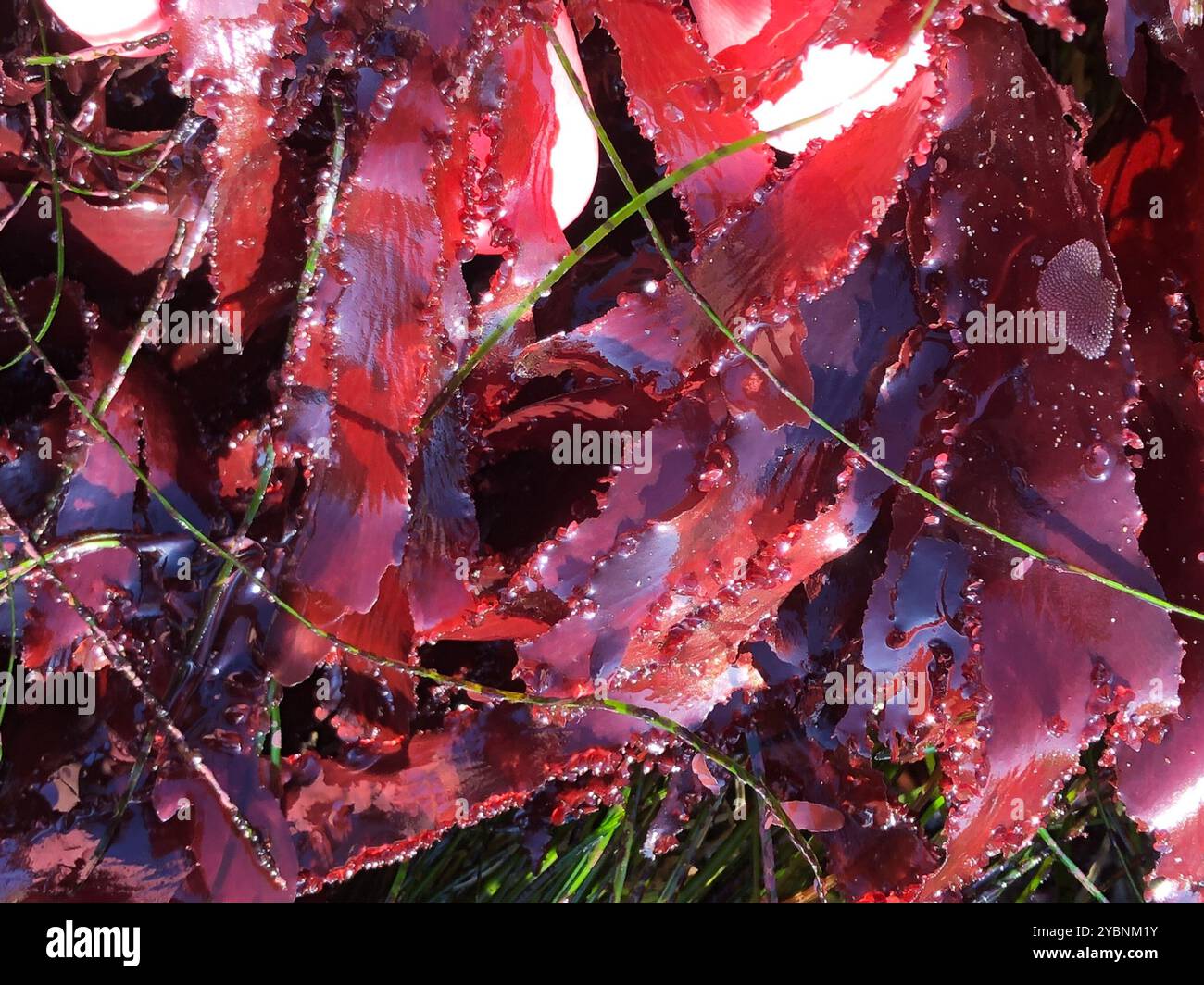 Grape Tongue (Cryptopleura ruprechtiana) Plantae Stock Photo - Alamy