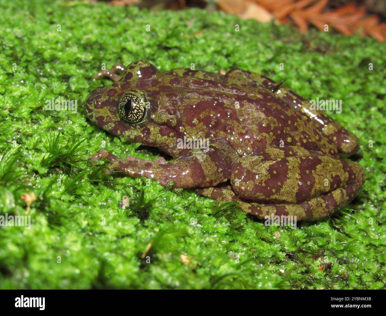 Table Mountain Ghost Frog (Heleophryne rosei) Amphibia Stock Photo - Alamy