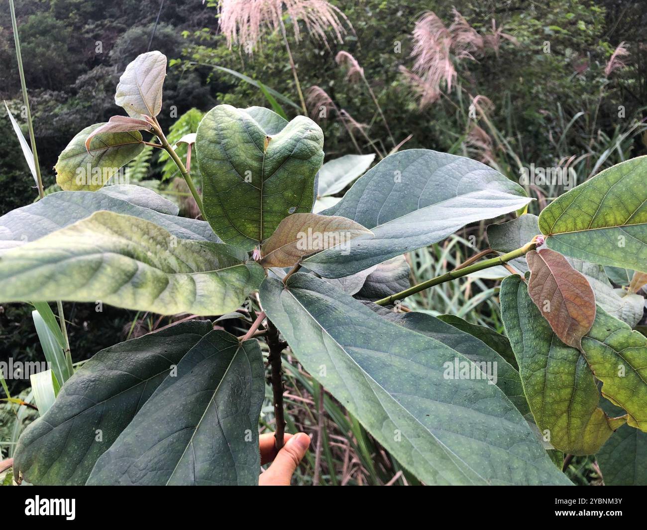 Fairy Fig (Ficus erecta) Plantae Stock Photo - Alamy