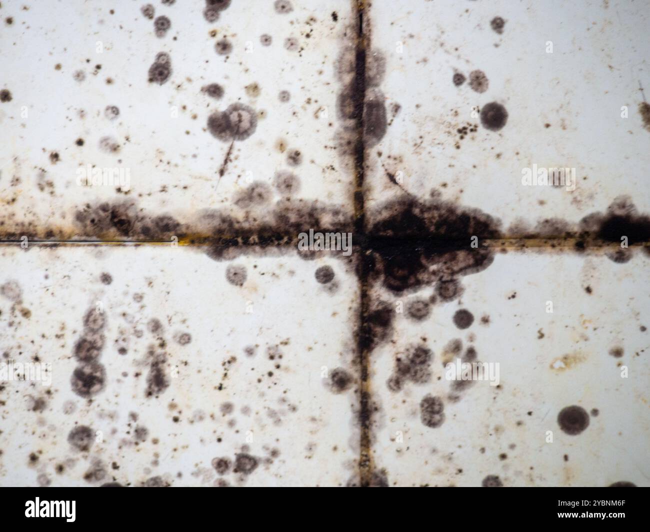 Black mold on white enamel. Mold spores. Surface contamination ...