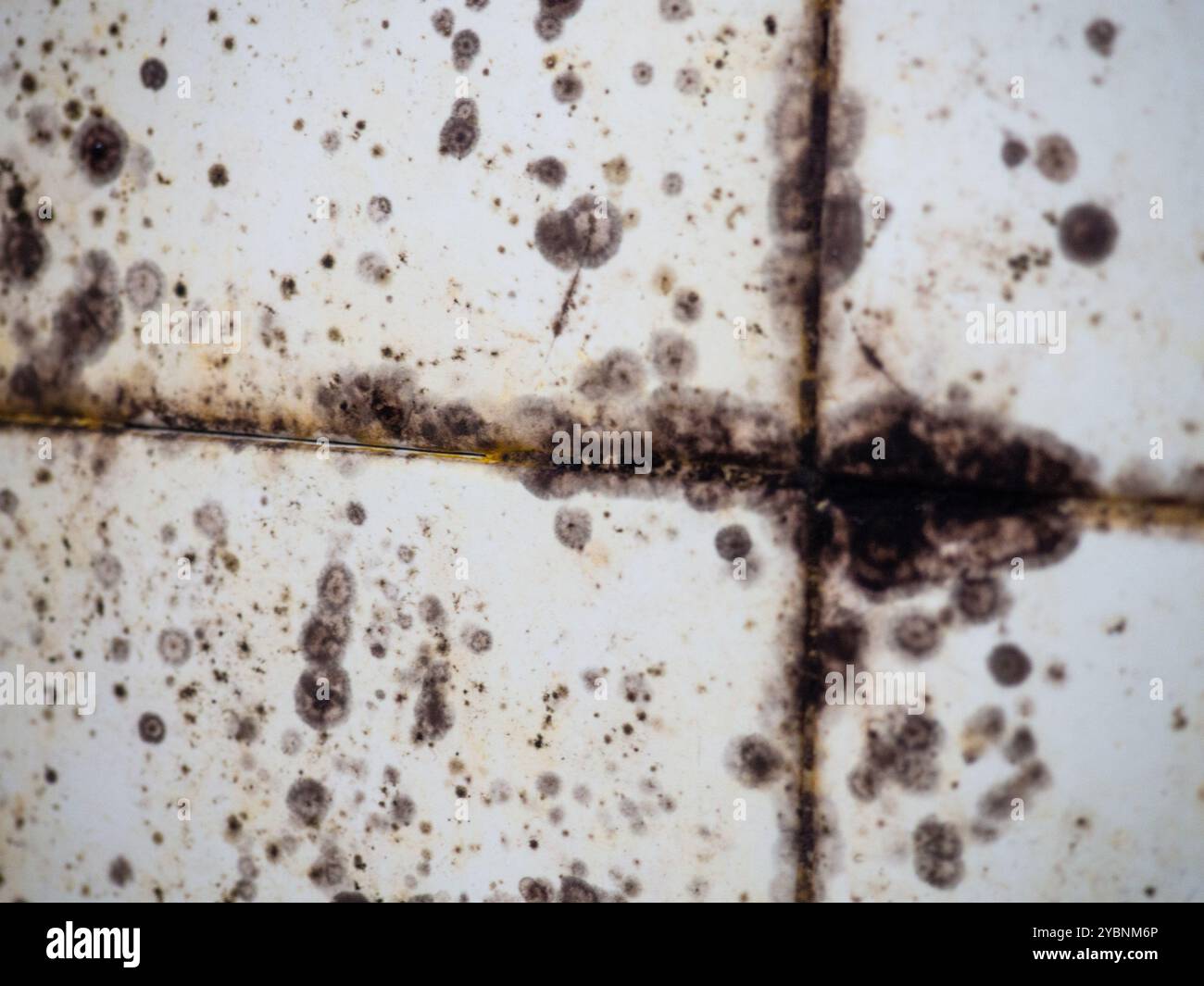 Black mold on white enamel. Mold spores. Surface contamination ...