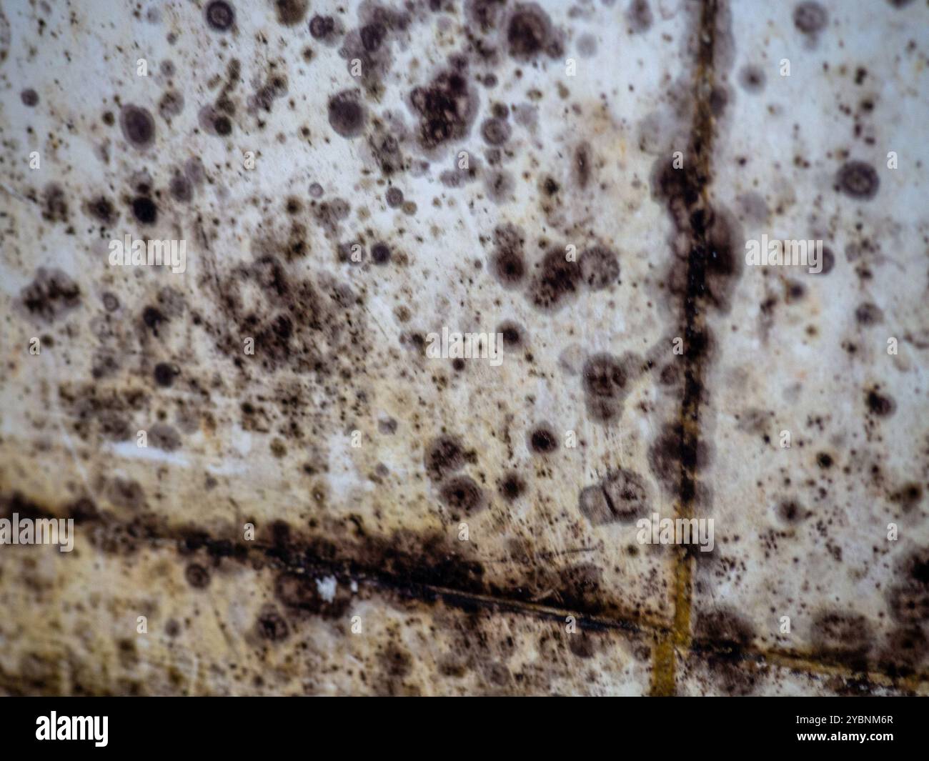 Black mold on white enamel. Mold spores. Surface contamination ...