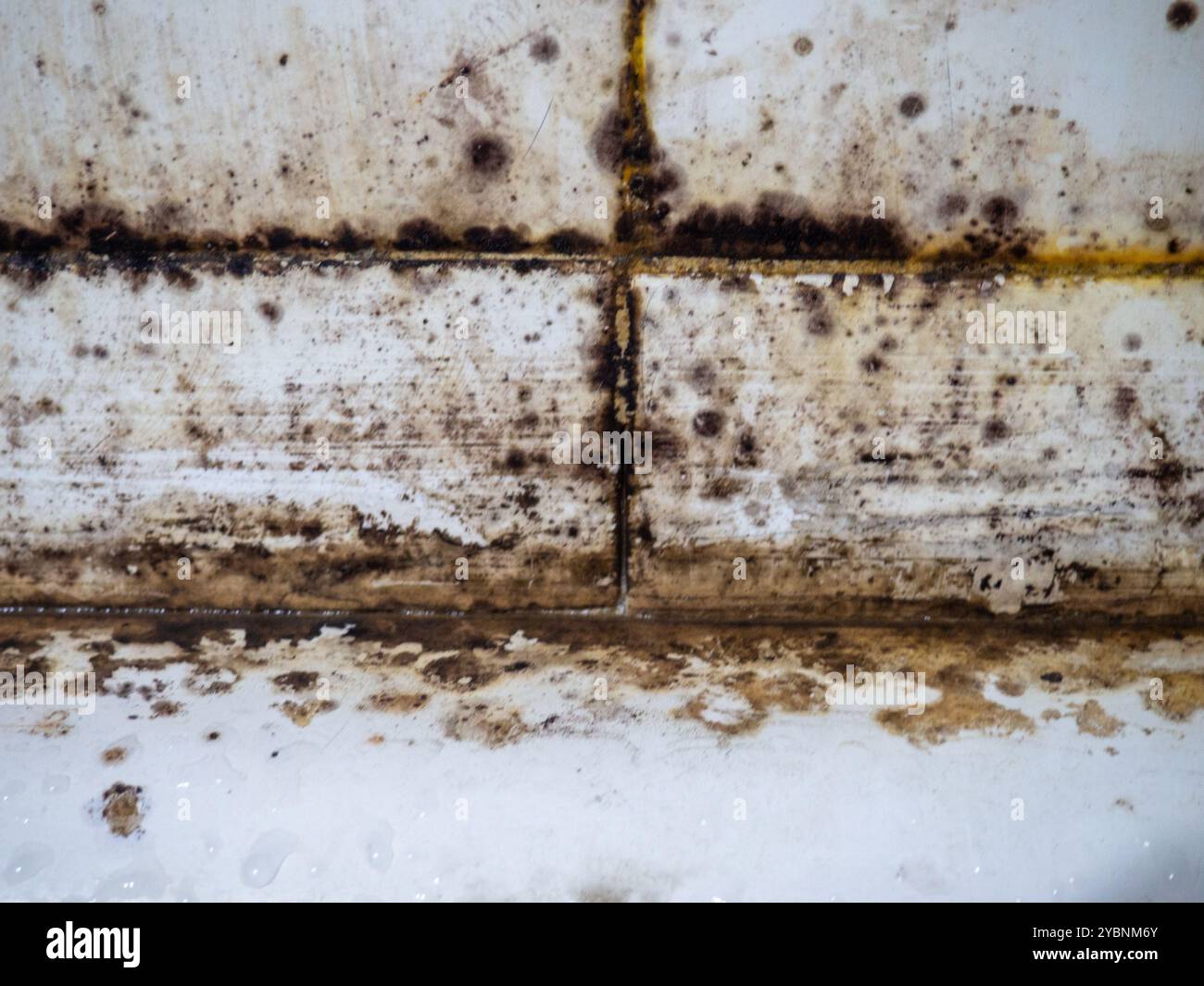 Black mold on white enamel. Mold spores. Surface contamination ...