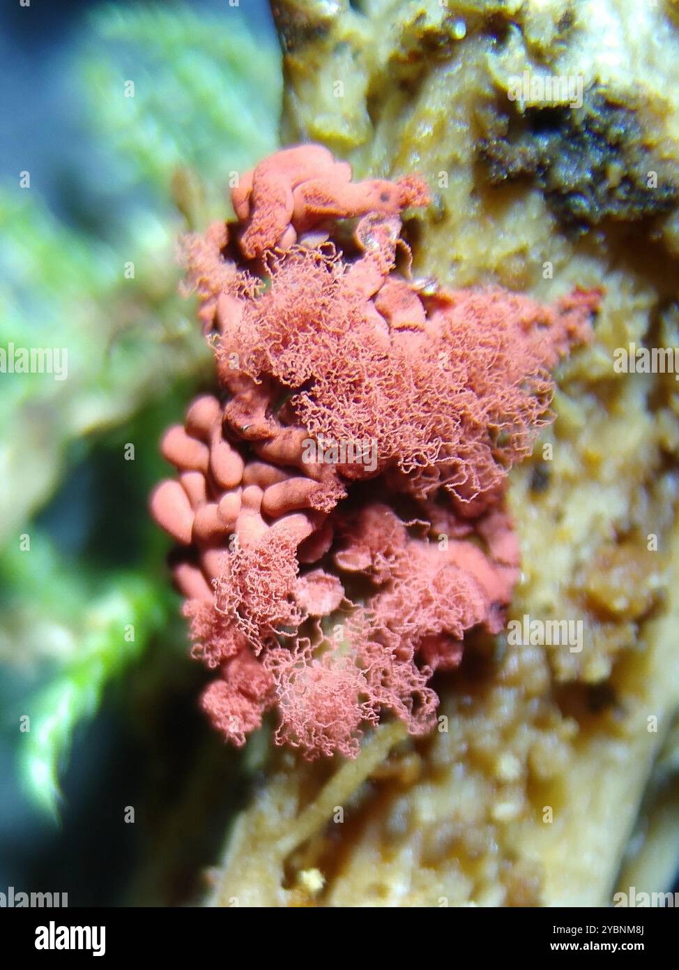 (Arcyria affinis) Protozoa Stock Photo - Alamy