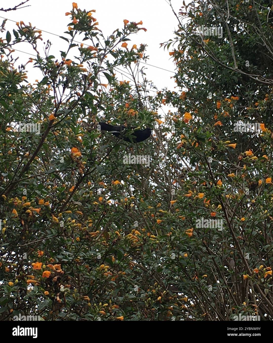 Black flowerpiercer diglossa humeralis hi-res stock photography and ...