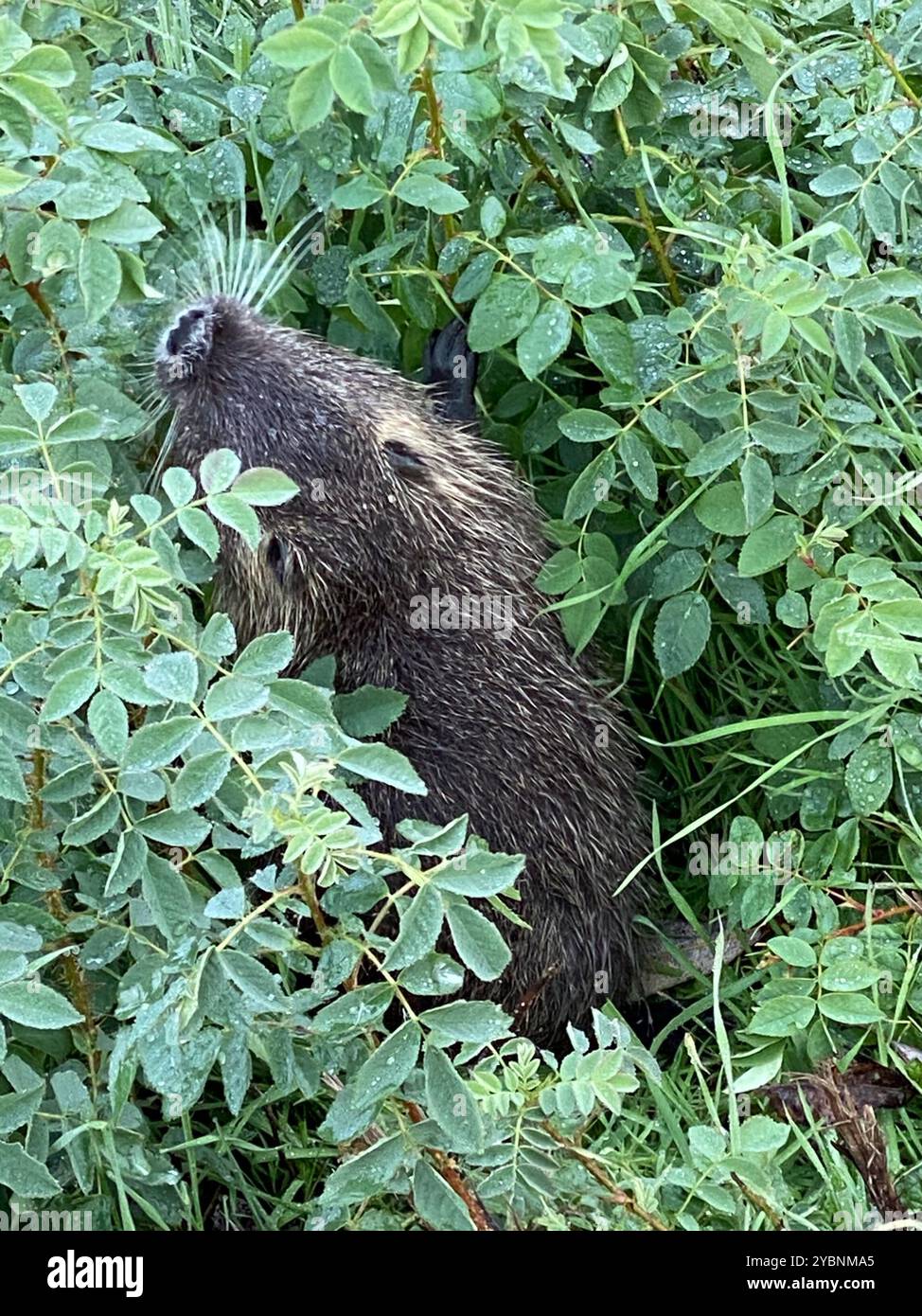 Coypu (Myocastor coypus) Mammalia Stock Photo - Alamy