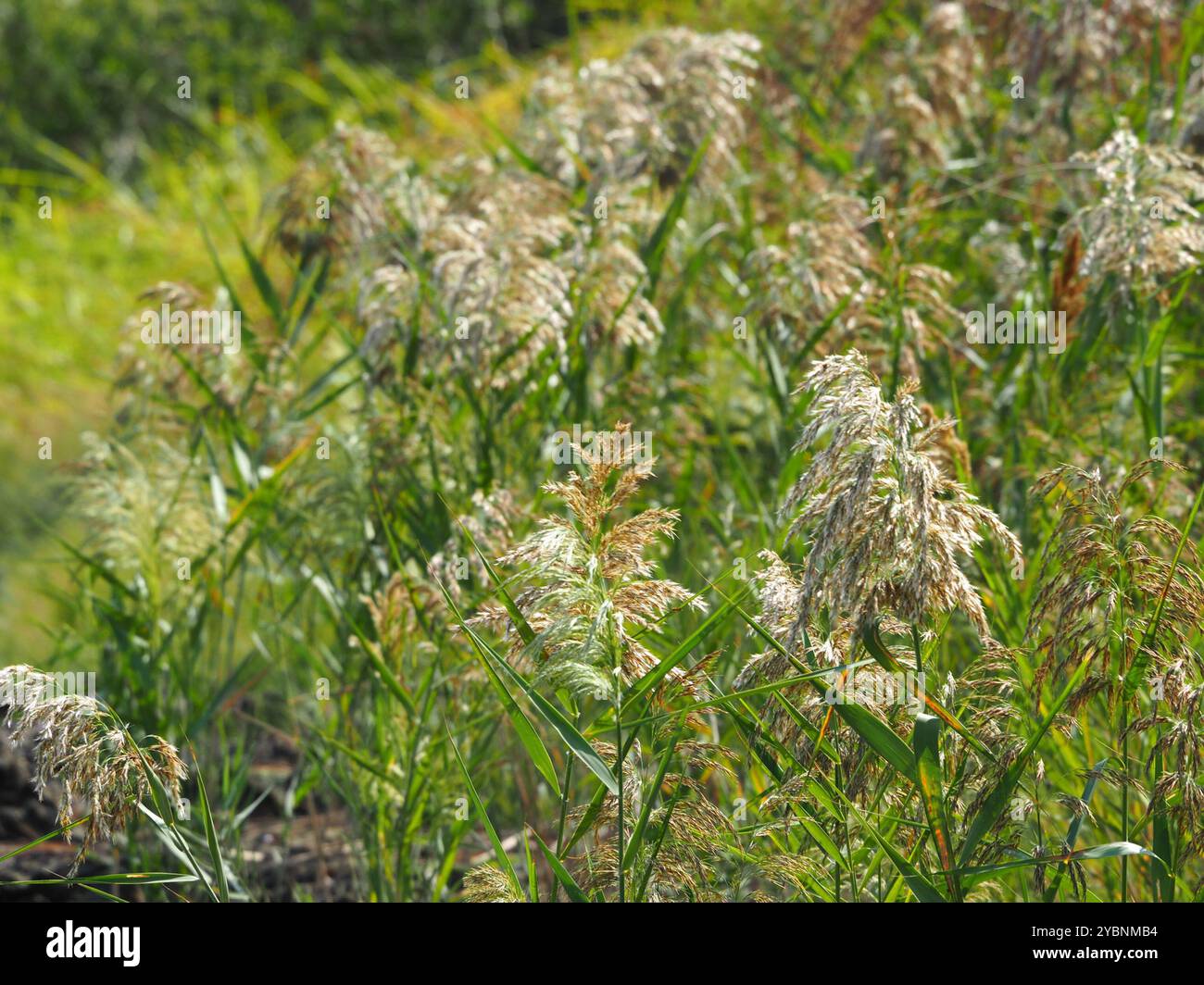 common reed (Phragmites australis) Plantae Stock Photo - Alamy
