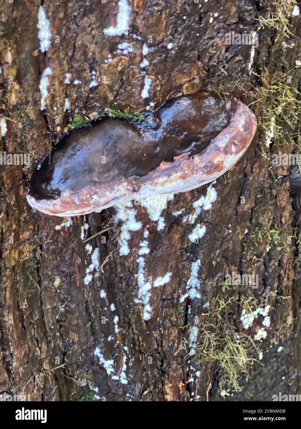 Northern Red Belt (Fomitopsis mounceae) Fungi Stock Photo - Alamy