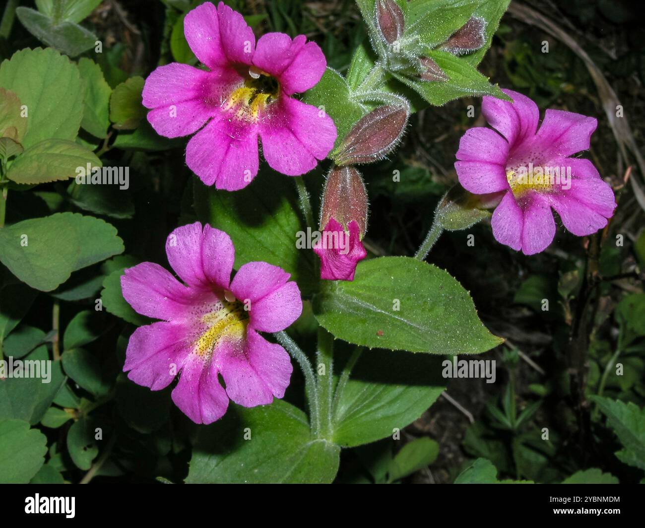 Lewis' monkeyflower (Erythranthe lewisii) Plantae Stock Photo - Alamy