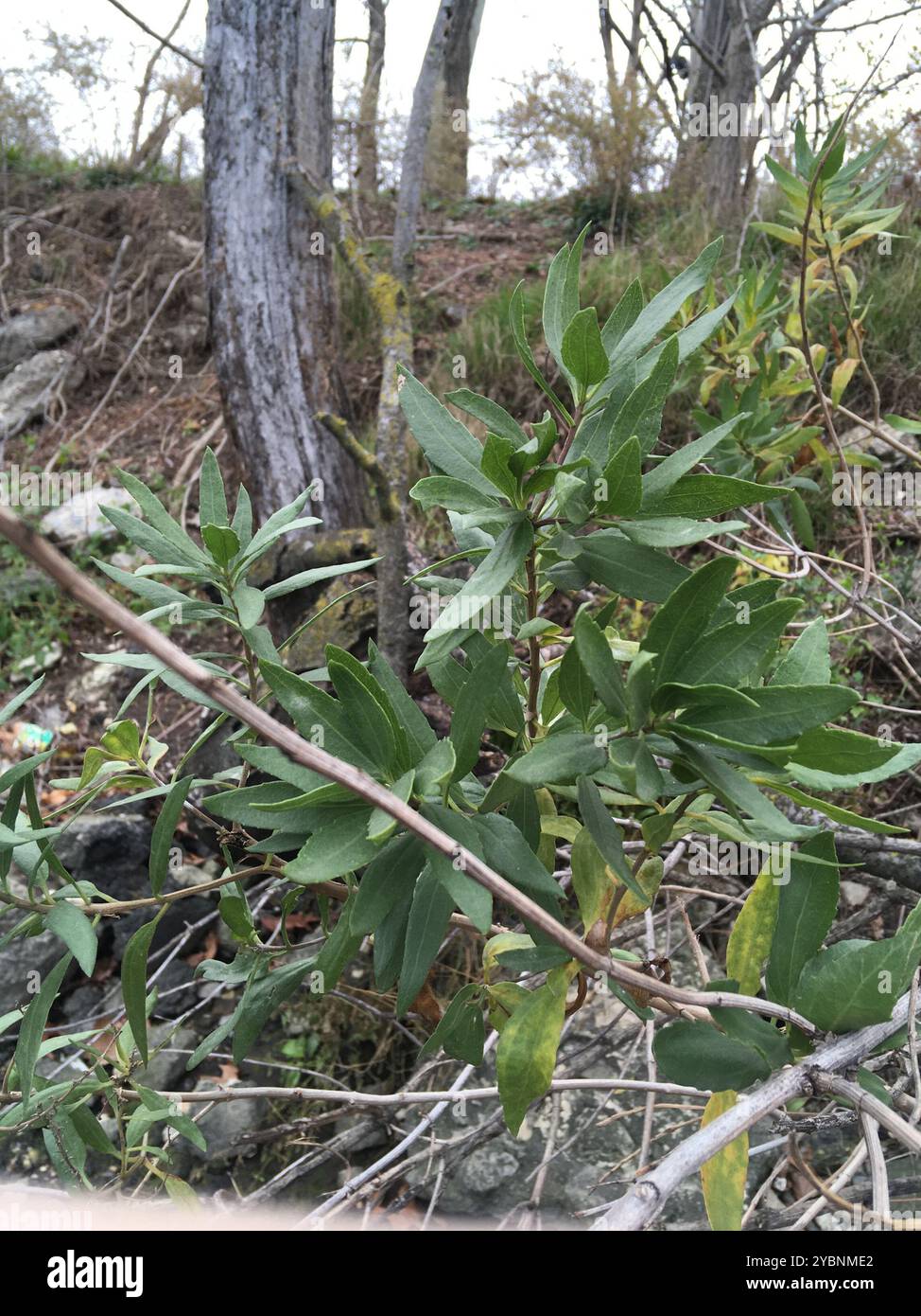 marsh elder (Iva frutescens) Plantae Stock Photo - Alamy