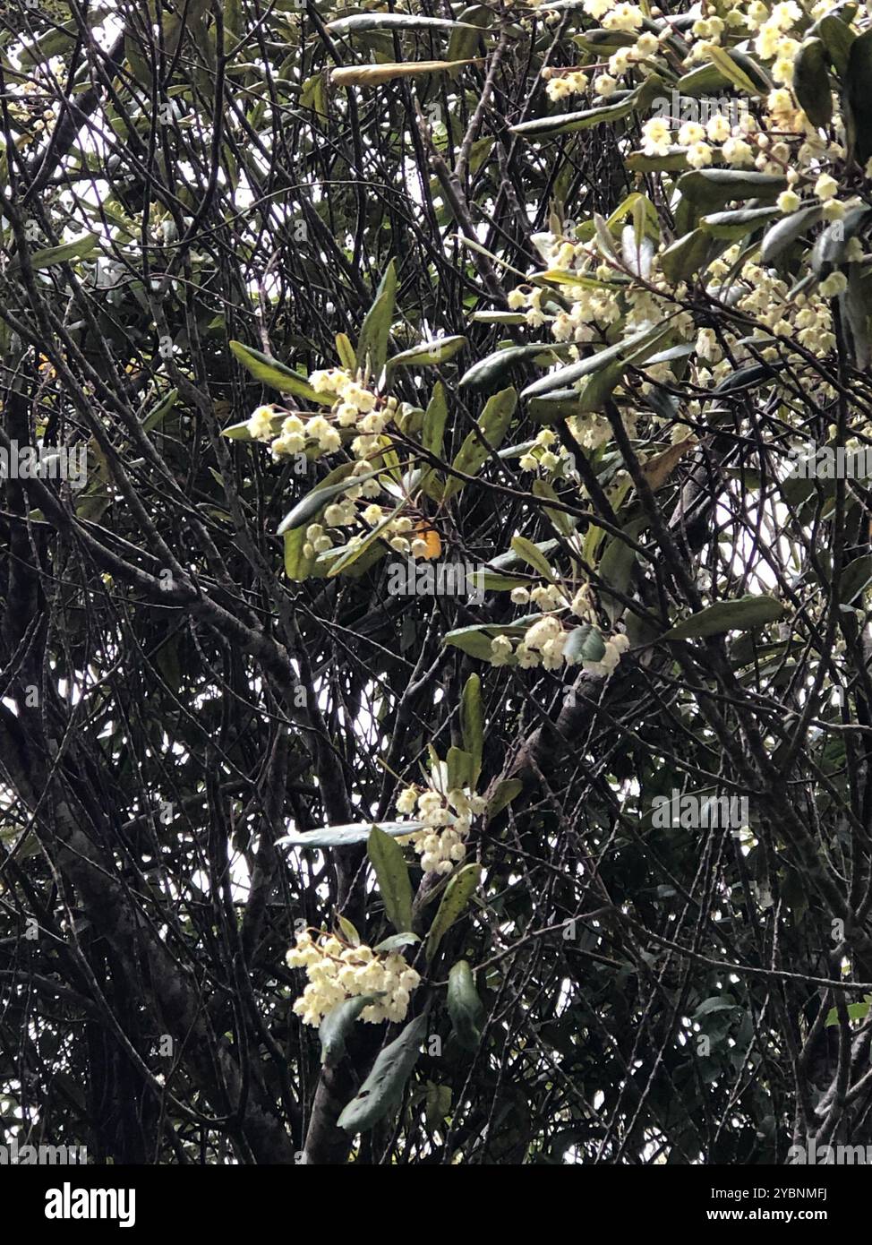 Hinau (Elaeocarpus dentatus) Plantae Stock Photo - Alamy