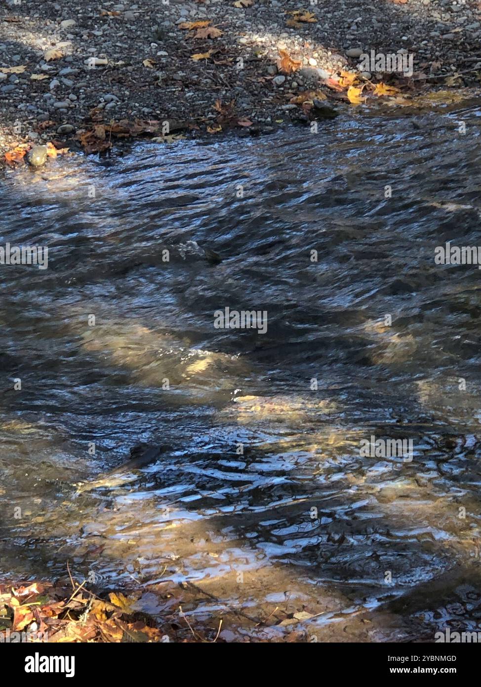 Pacific Salmons and Trouts (Oncorhynchus) Actinopterygii Stock Photo ...