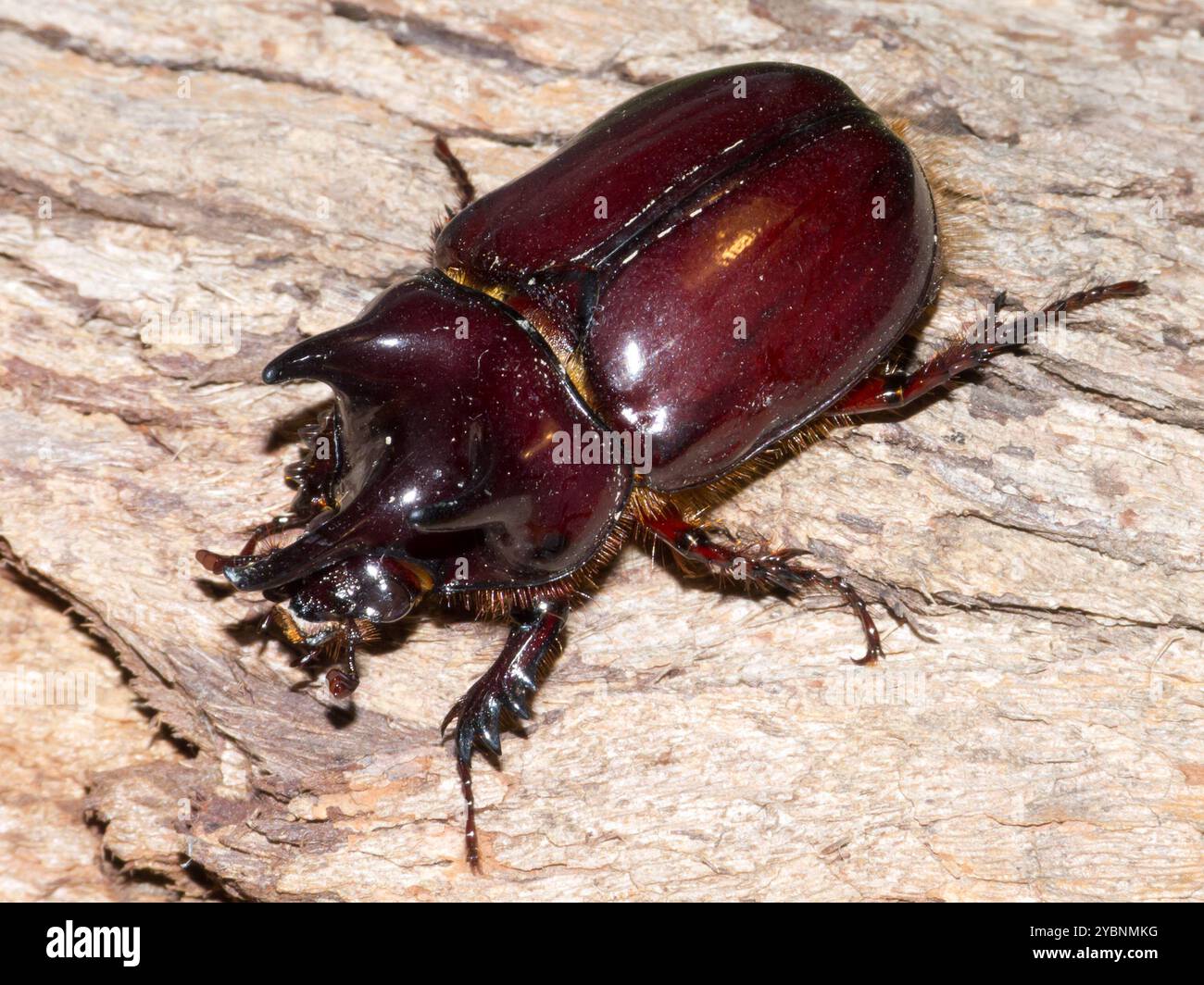 (Strategus fascinus) Insecta Stock Photo - Alamy