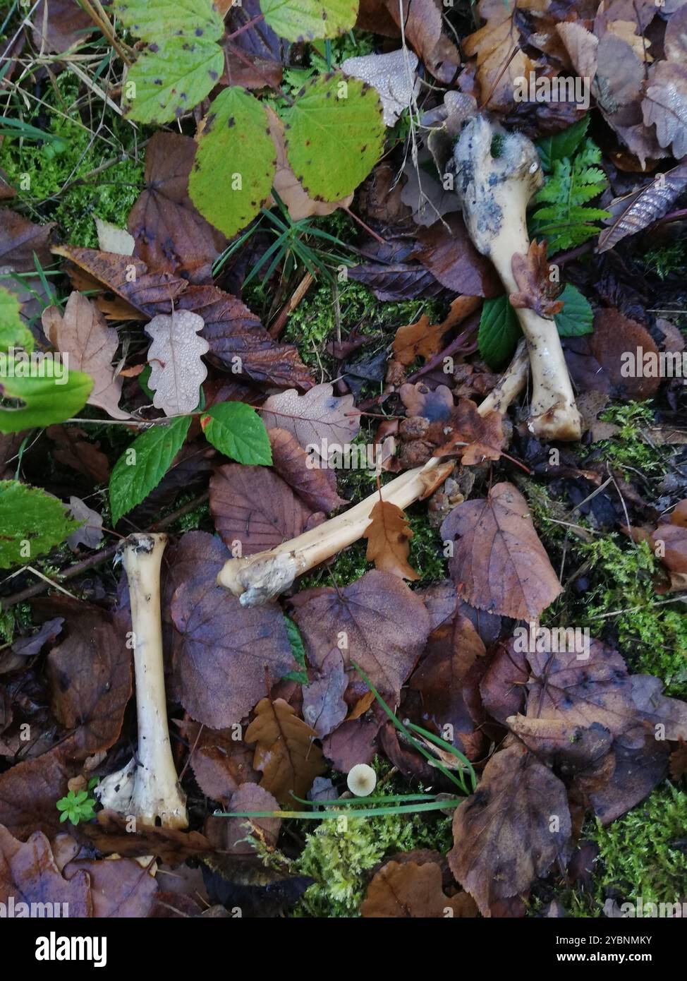 Ruminants (Ruminantia) Mammalia Stock Photo - Alamy