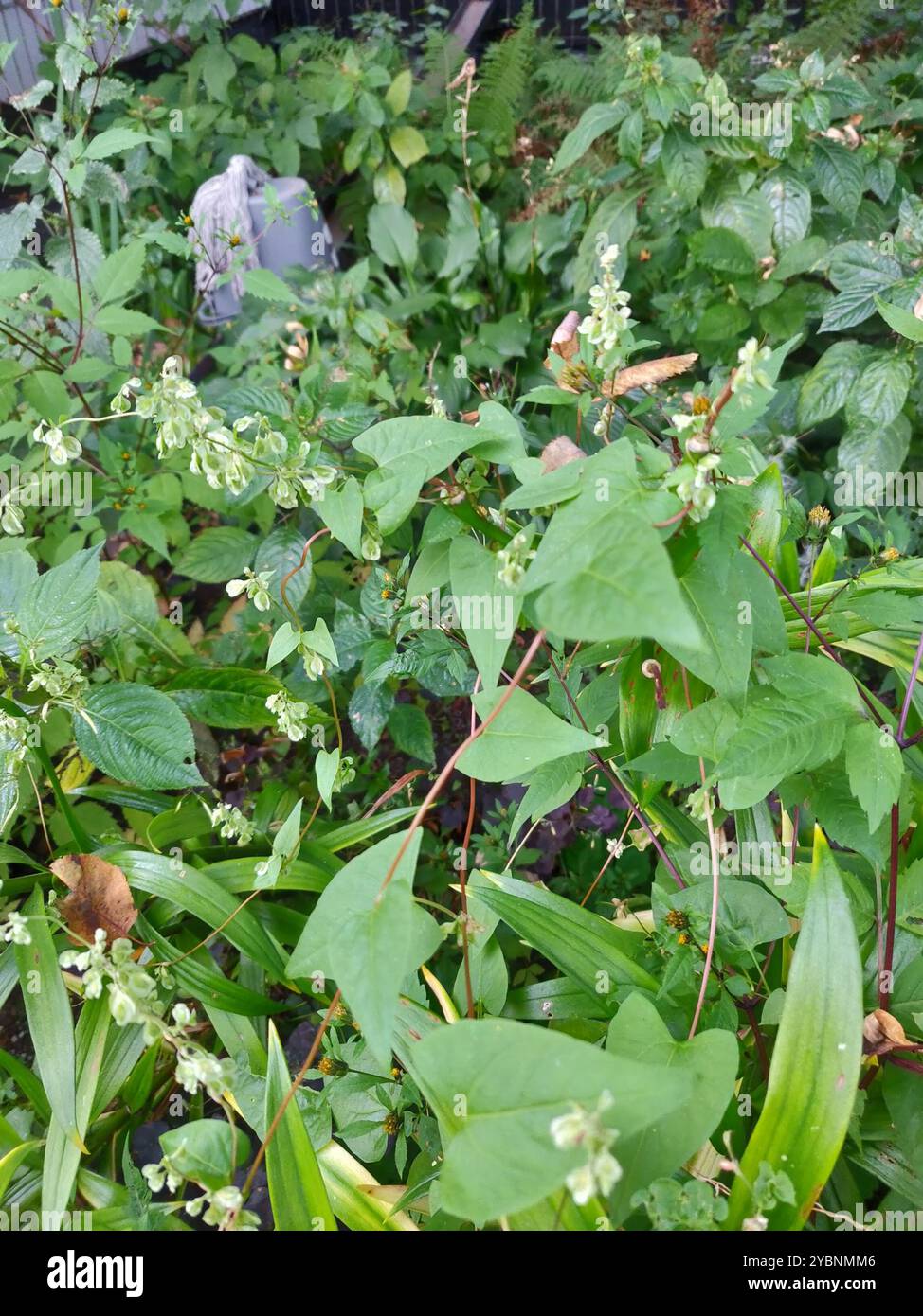 Copse-bindweed (Fallopia dumetorum) Plantae Stock Photo - Alamy
