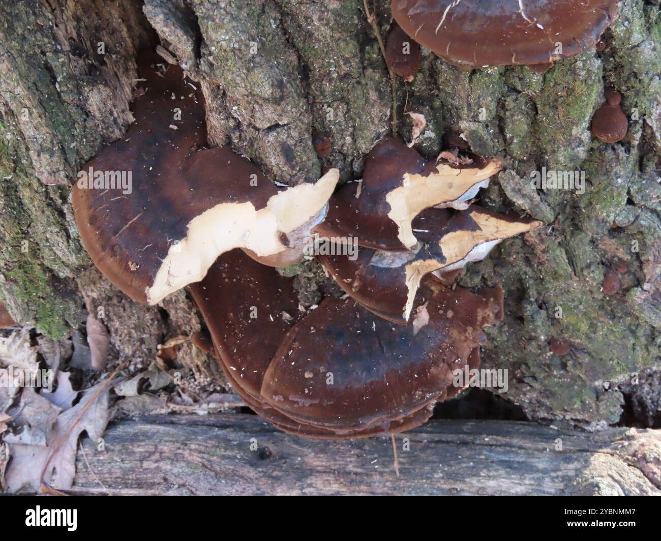Resinous Polypore (Ischnoderma resinosum) Fungi Stock Photo - Alamy