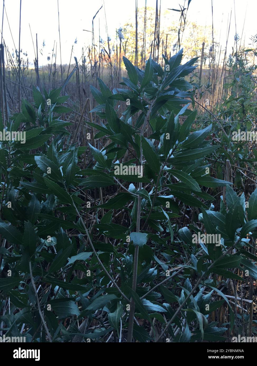 marsh elder (Iva frutescens) Plantae Stock Photo - Alamy