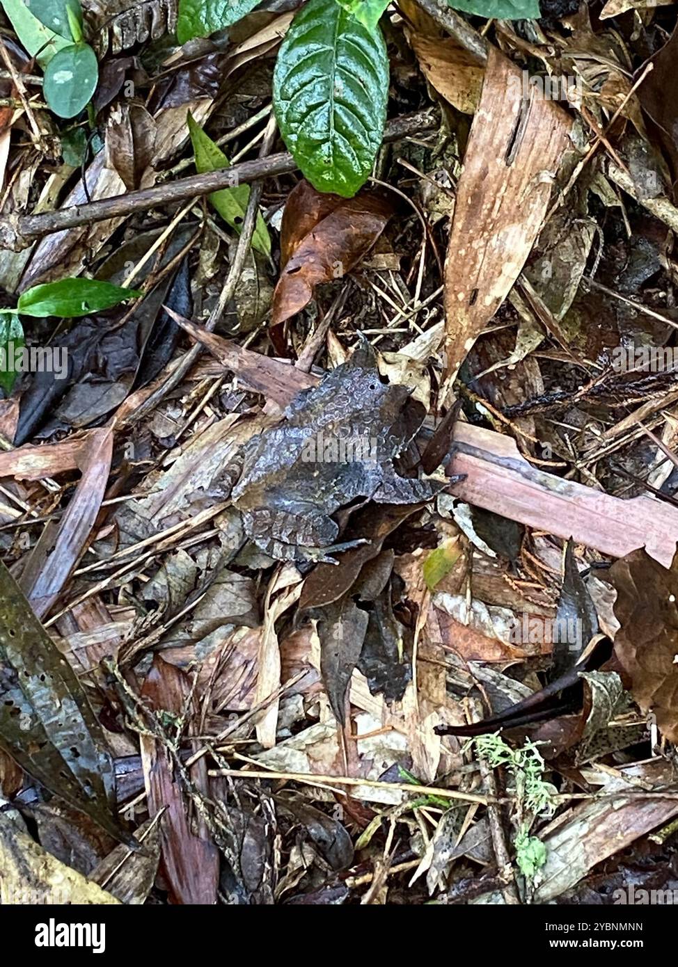 Bahia Smooth-horned Frog (Proceratophrys boiei) Amphibia Stock Photo ...