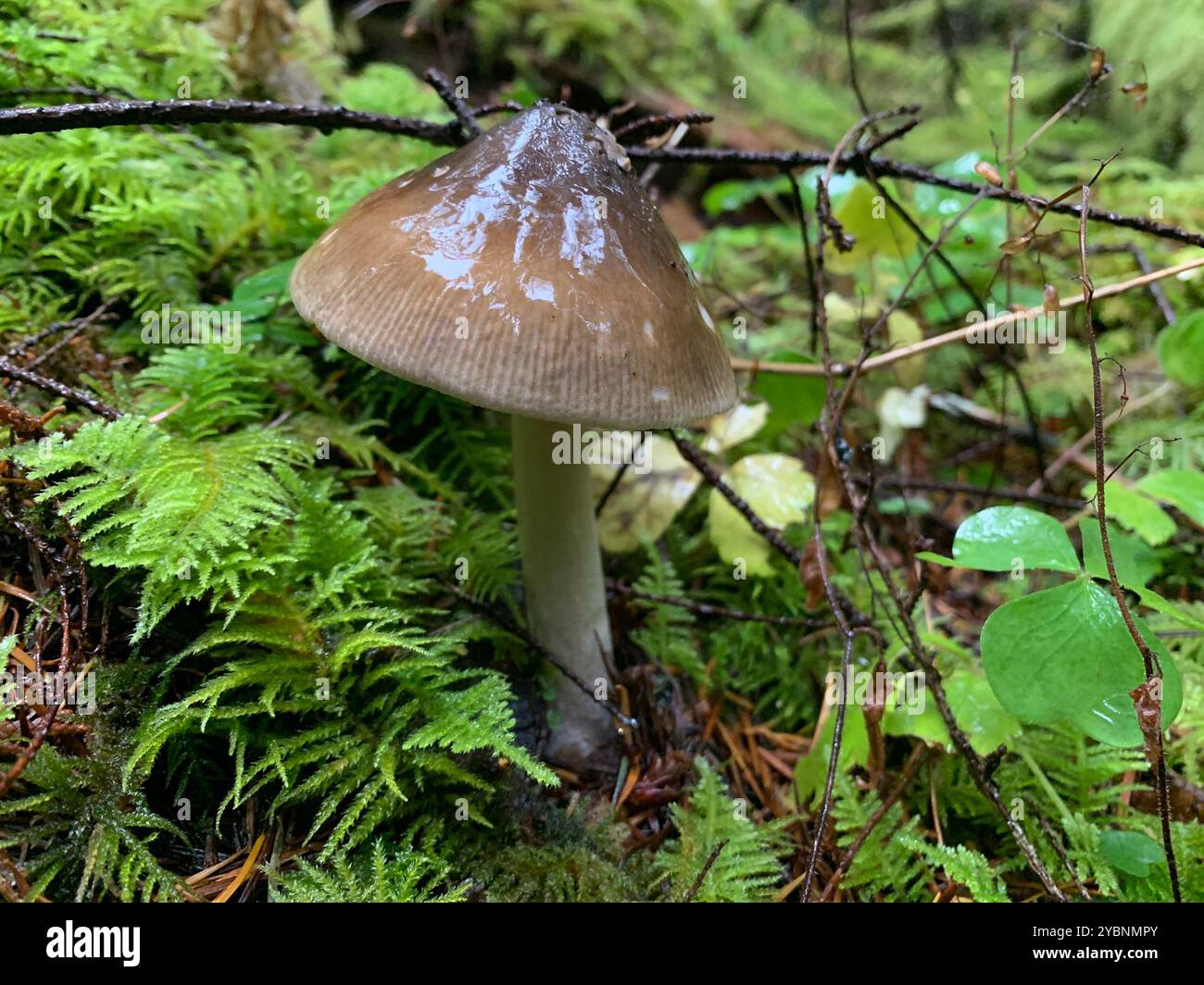 Western Grisette (Amanita pachycolea) Fungi Stock Photo - Alamy