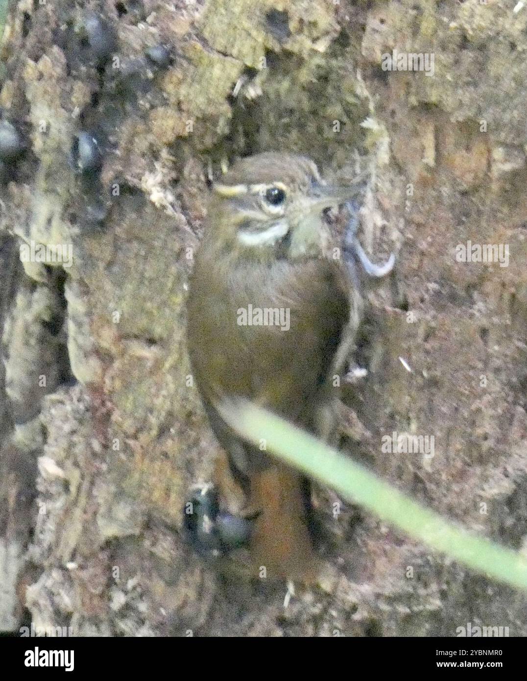 Plain xenops hi-res stock photography and images - Alamy