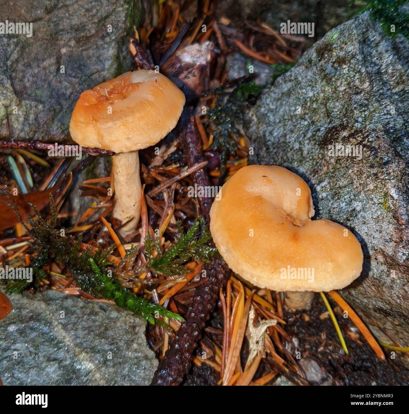 depressed hedgehog (Hydnum umbilicatum) Fungi Stock Photo - Alamy
