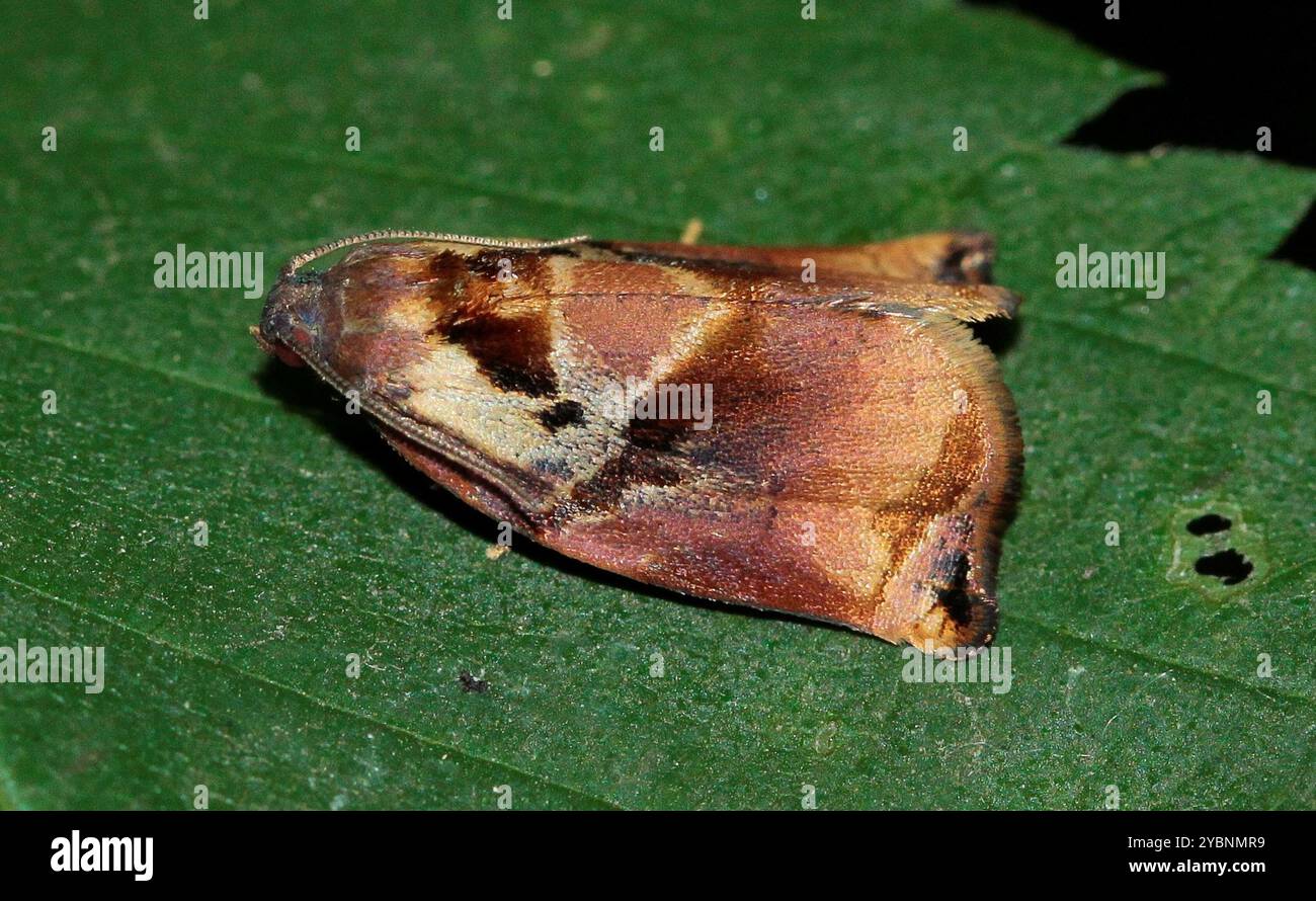 Archips podana hi-res stock photography and images - Alamy