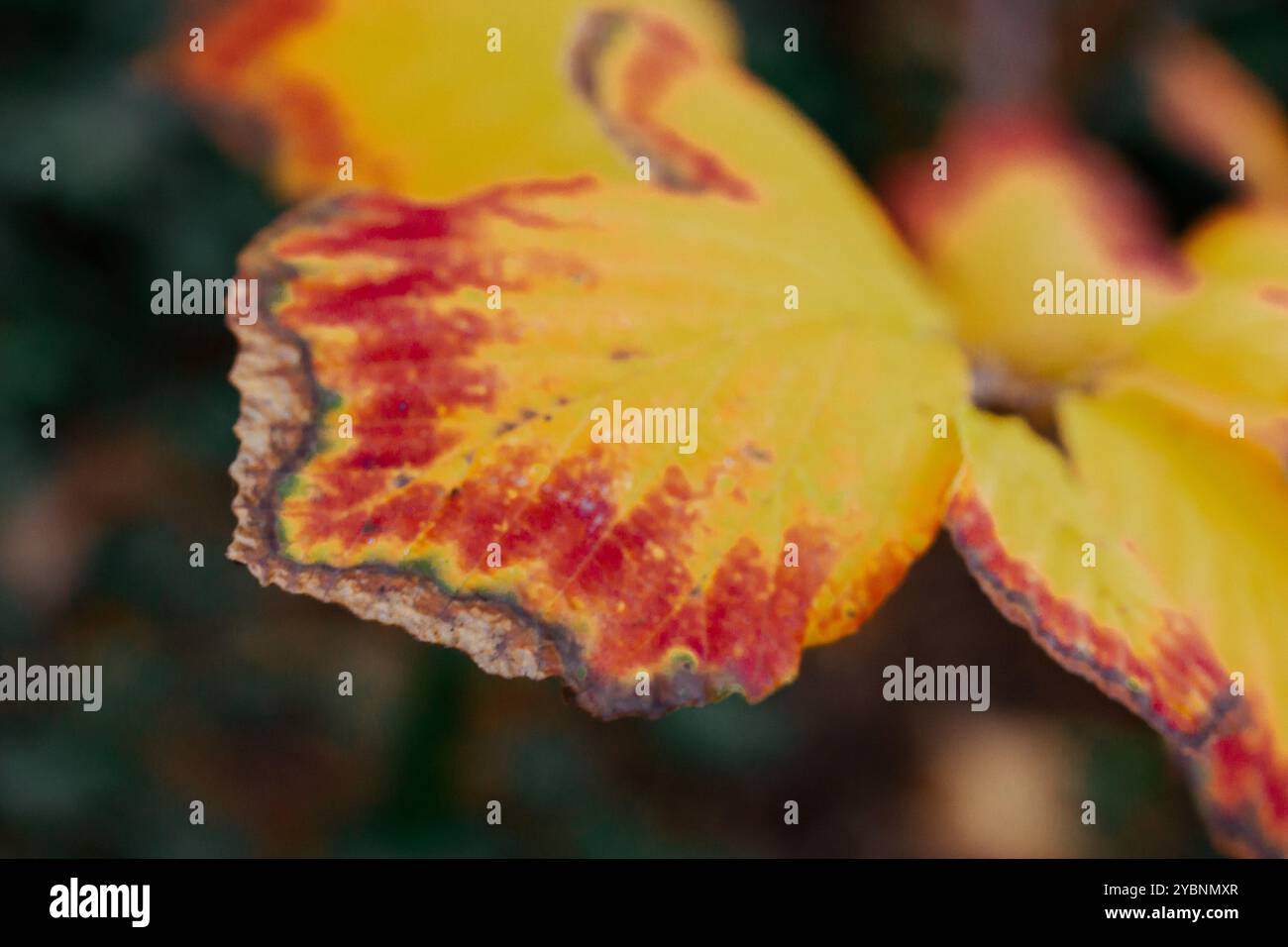 Yellow and red autumnal leaf on a twig. Pigmentation of leaves in fall ...
