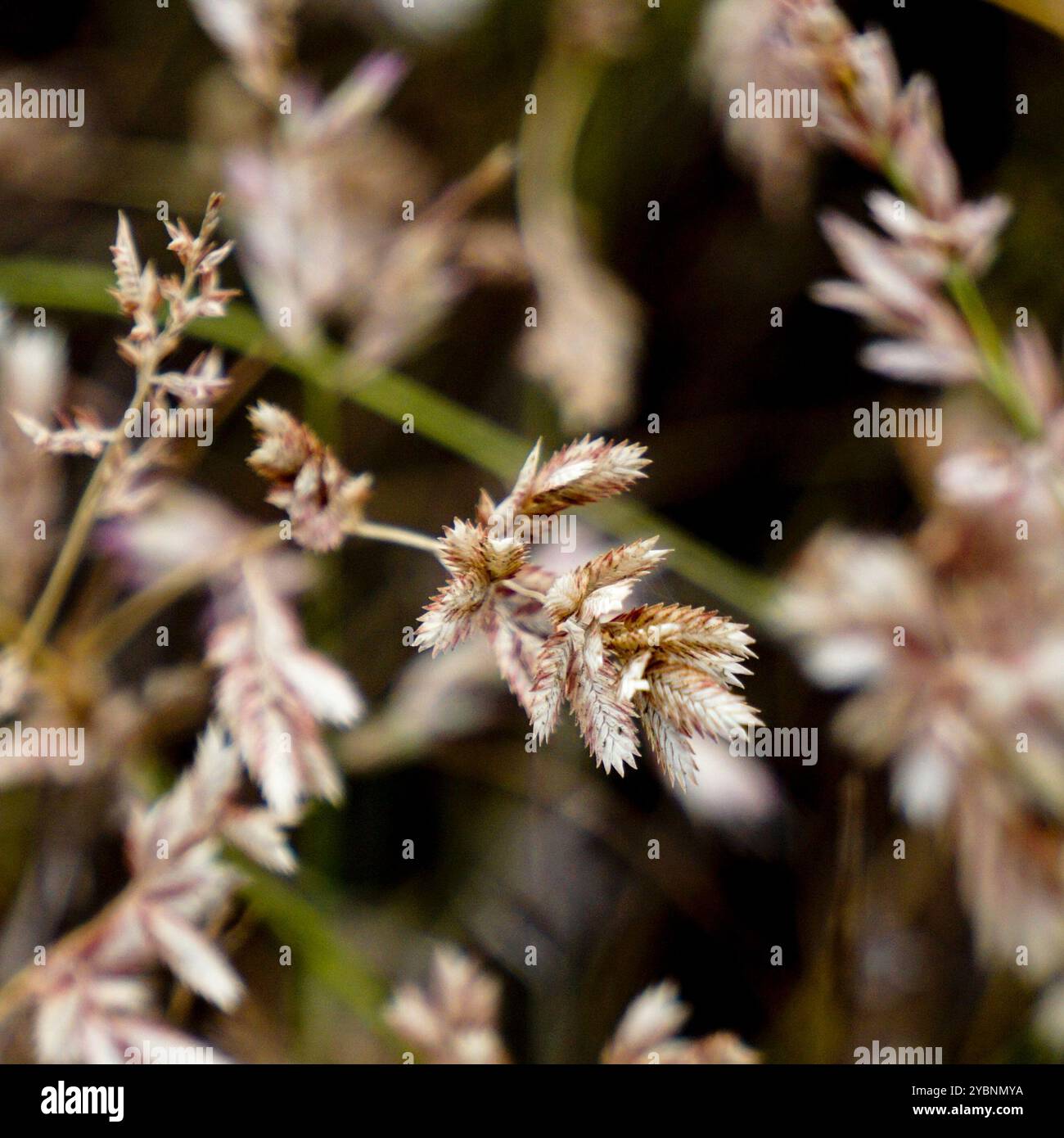 Red Lovegrass (Eragrostis secundiflora) Plantae Stock Photo - Alamy