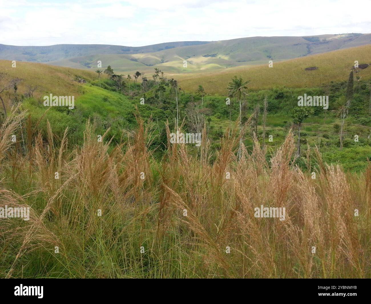Common Russet Grass (Loudetia simplex) Plantae Stock Photo - Alamy