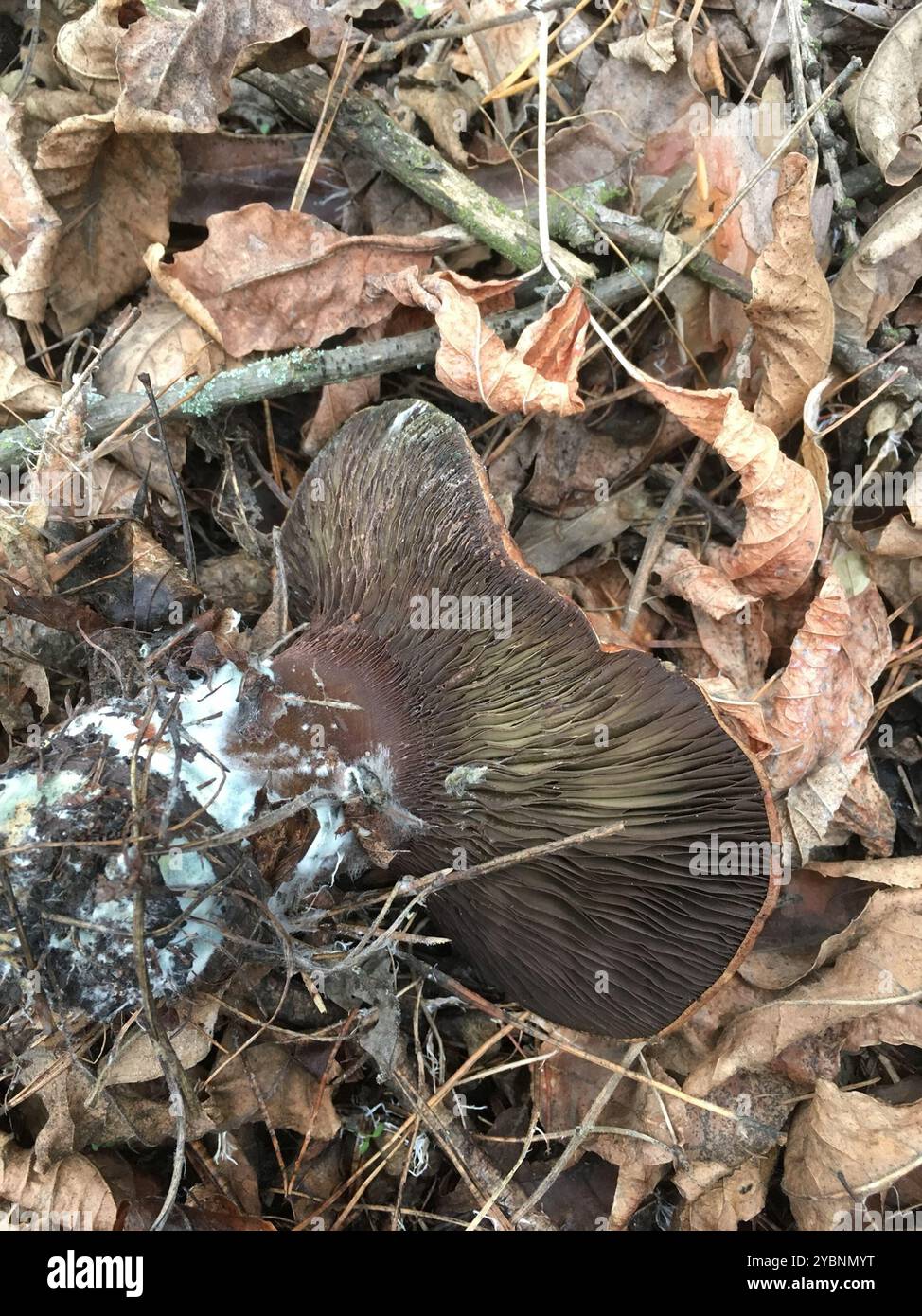 Brownish Chroogomphus (Chroogomphus rutilus) Fungi Stock Photo - Alamy