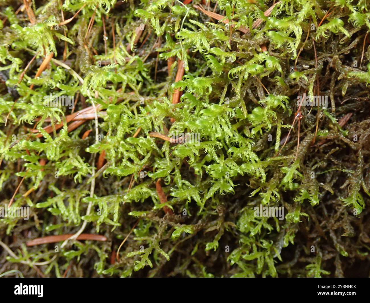 Sickle-leaved Hook-moss (Sanionia uncinata) Plantae Stock Photo - Alamy