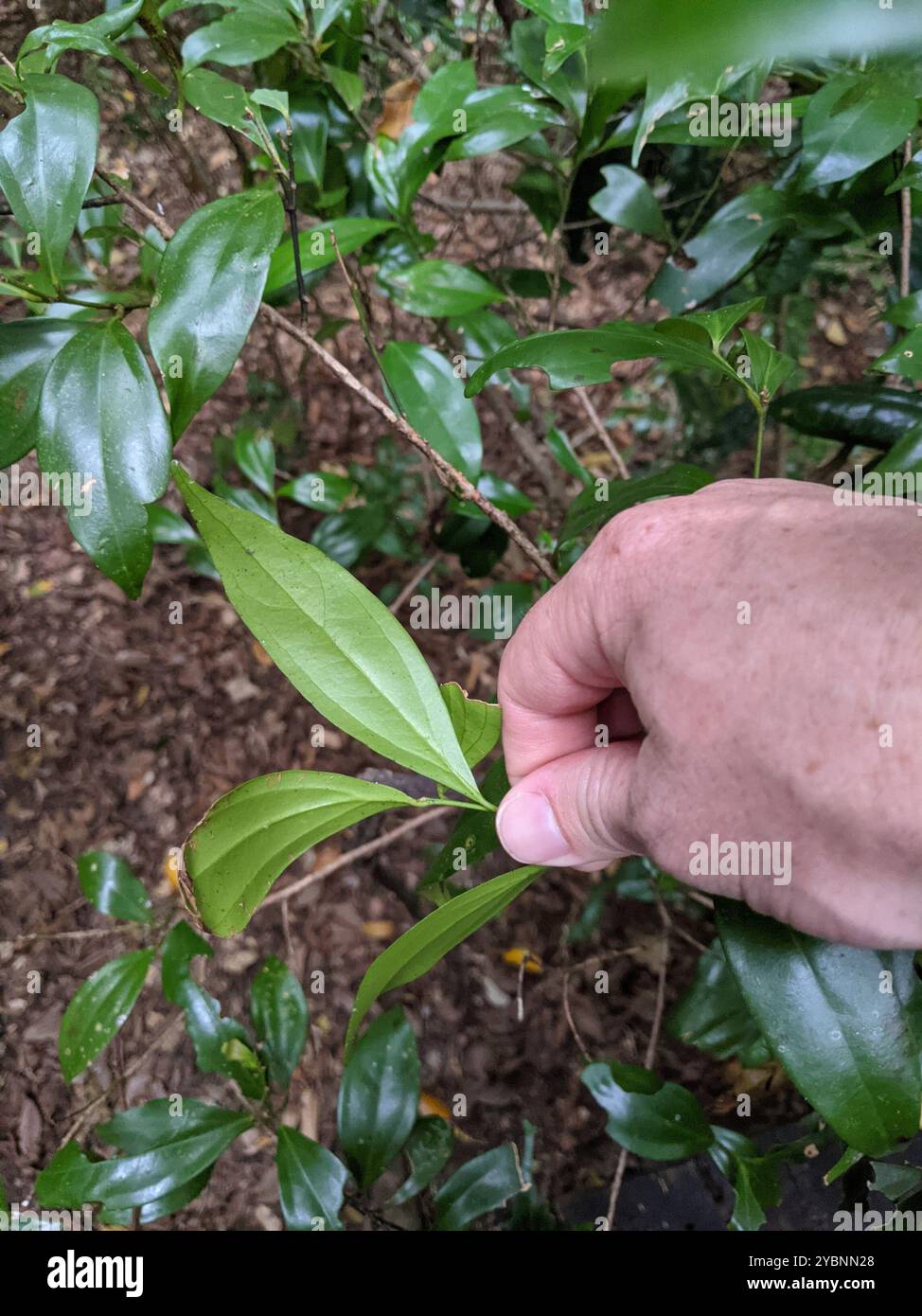 Glossy Laurel (Cryptocarya laevigata) Plantae Stock Photo - Alamy