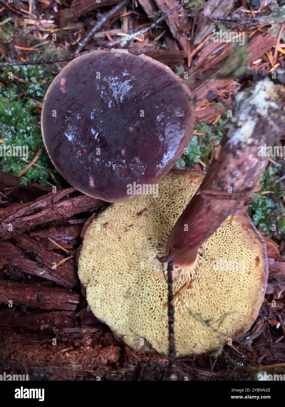 Zeller's bolete (Xerocomellus zelleri) Fungi Stock Photo - Alamy