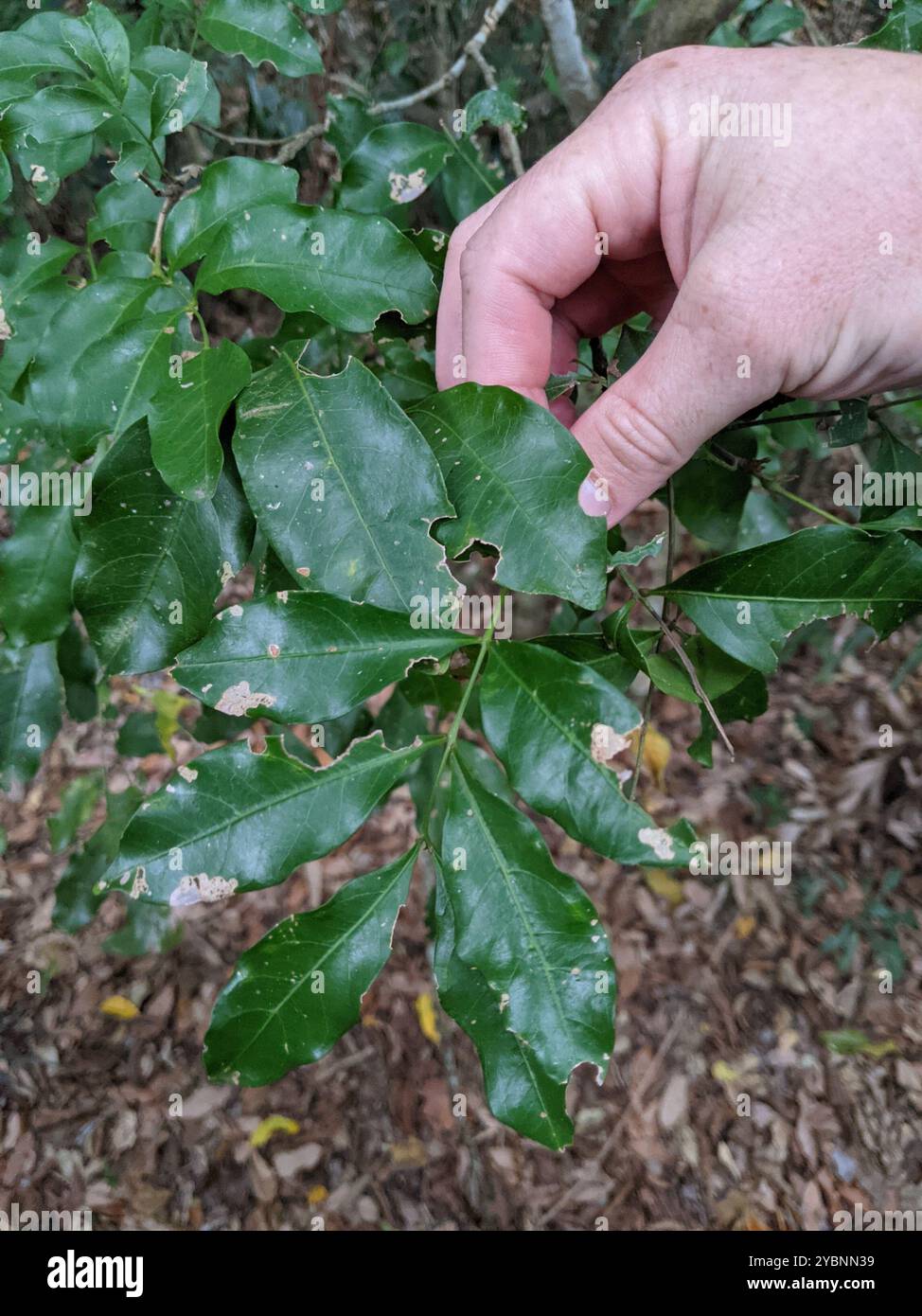 brush teak (Toechima tenax) Plantae Stock Photo - Alamy