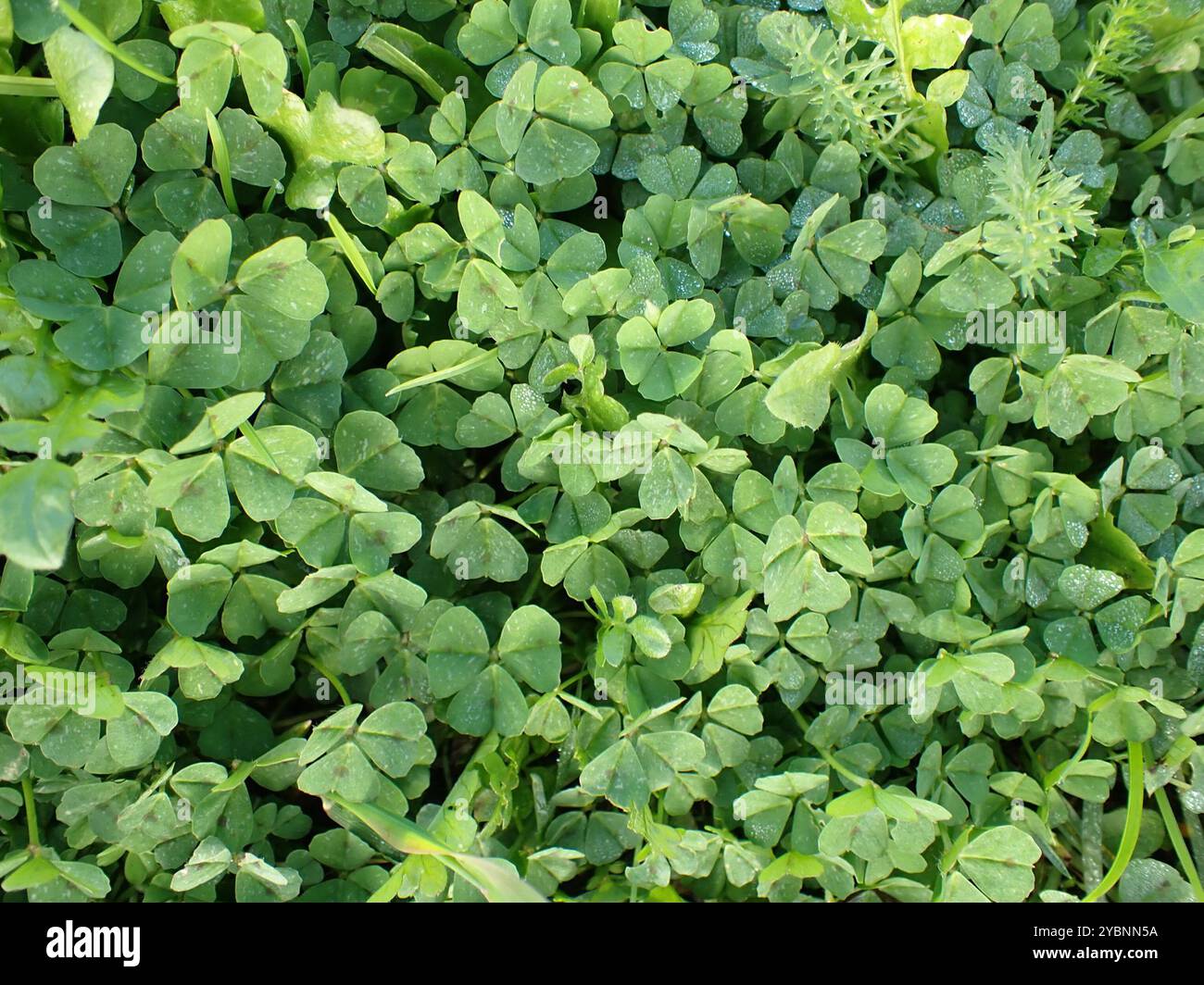 Spotted medick (Medicago arabica) Plantae Stock Photo - Alamy