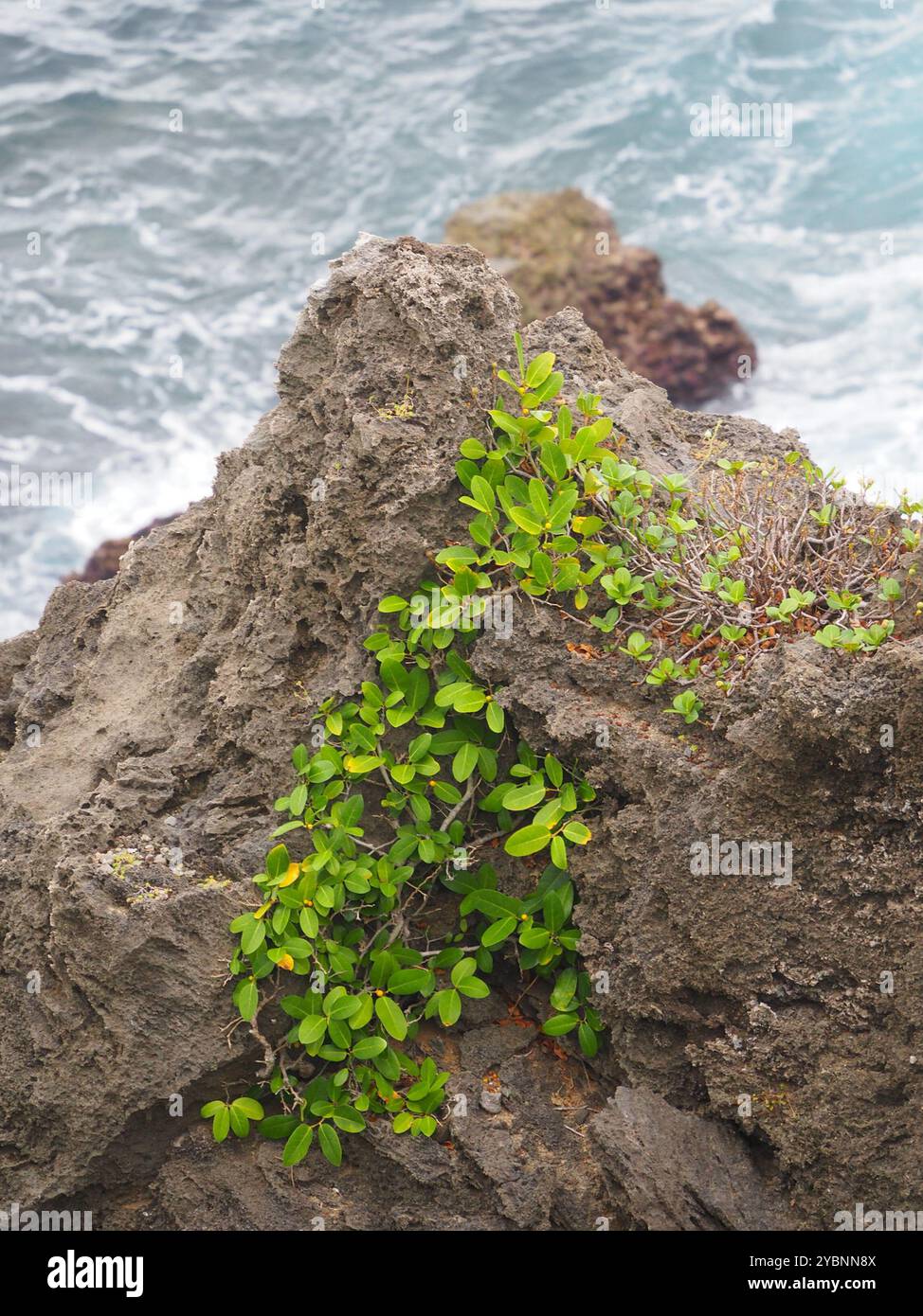 Dye fig (Ficus tinctoria) Plantae Stock Photo - Alamy