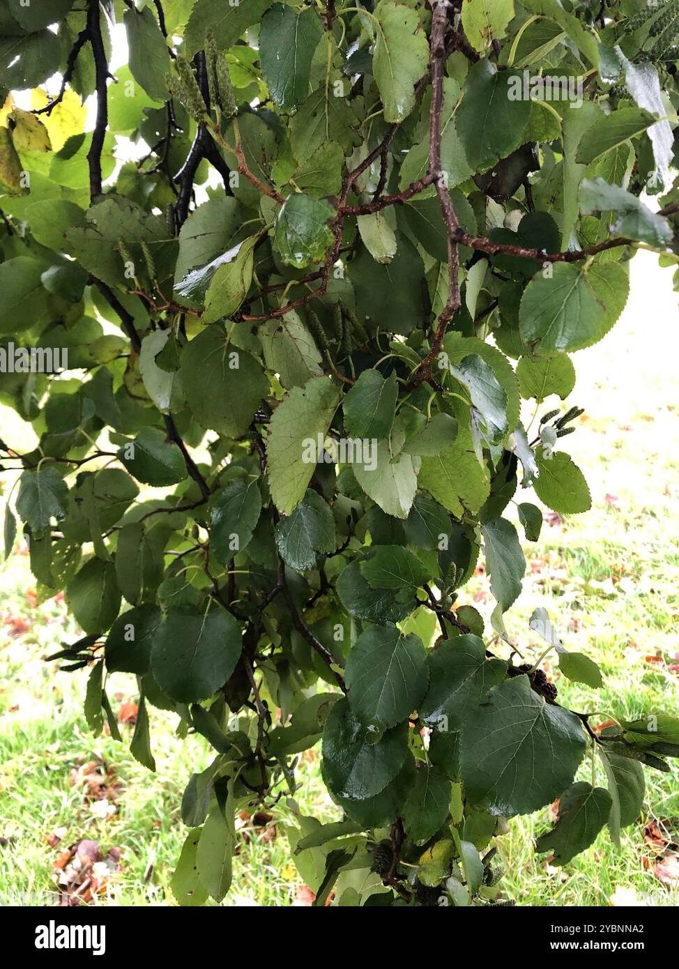 Italian alder (Alnus cordata) Plantae Stock Photo - Alamy