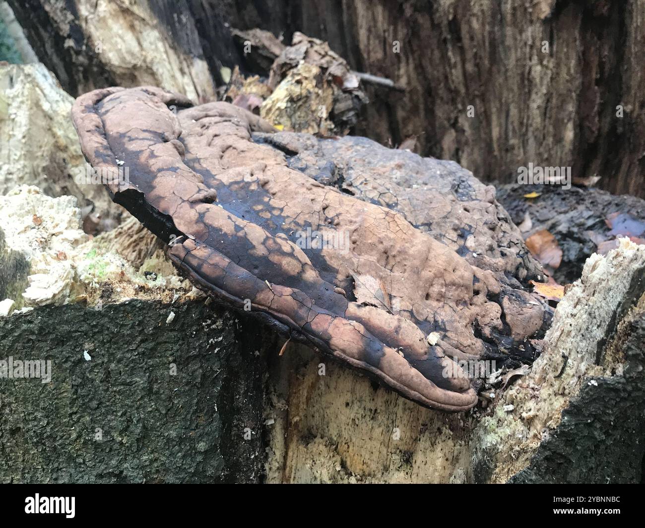 artist's bracket (Ganoderma applanatum) Fungi Stock Photo - Alamy