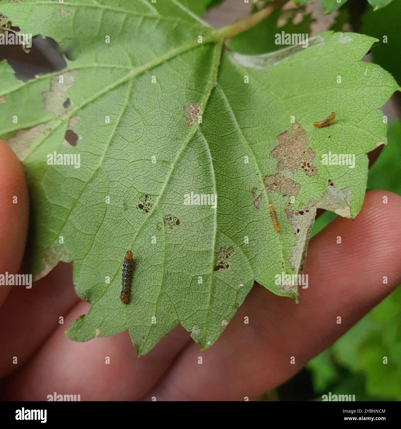 Australian Grapevine Moth (Phalaenoides glycinae) Insecta Stock Photo - Alamy