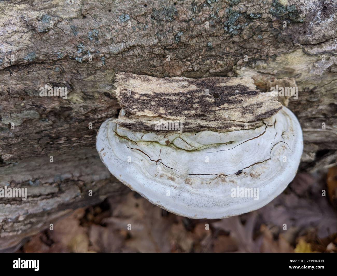 (Ganoderma megaloma) Fungi Stock Photo - Alamy