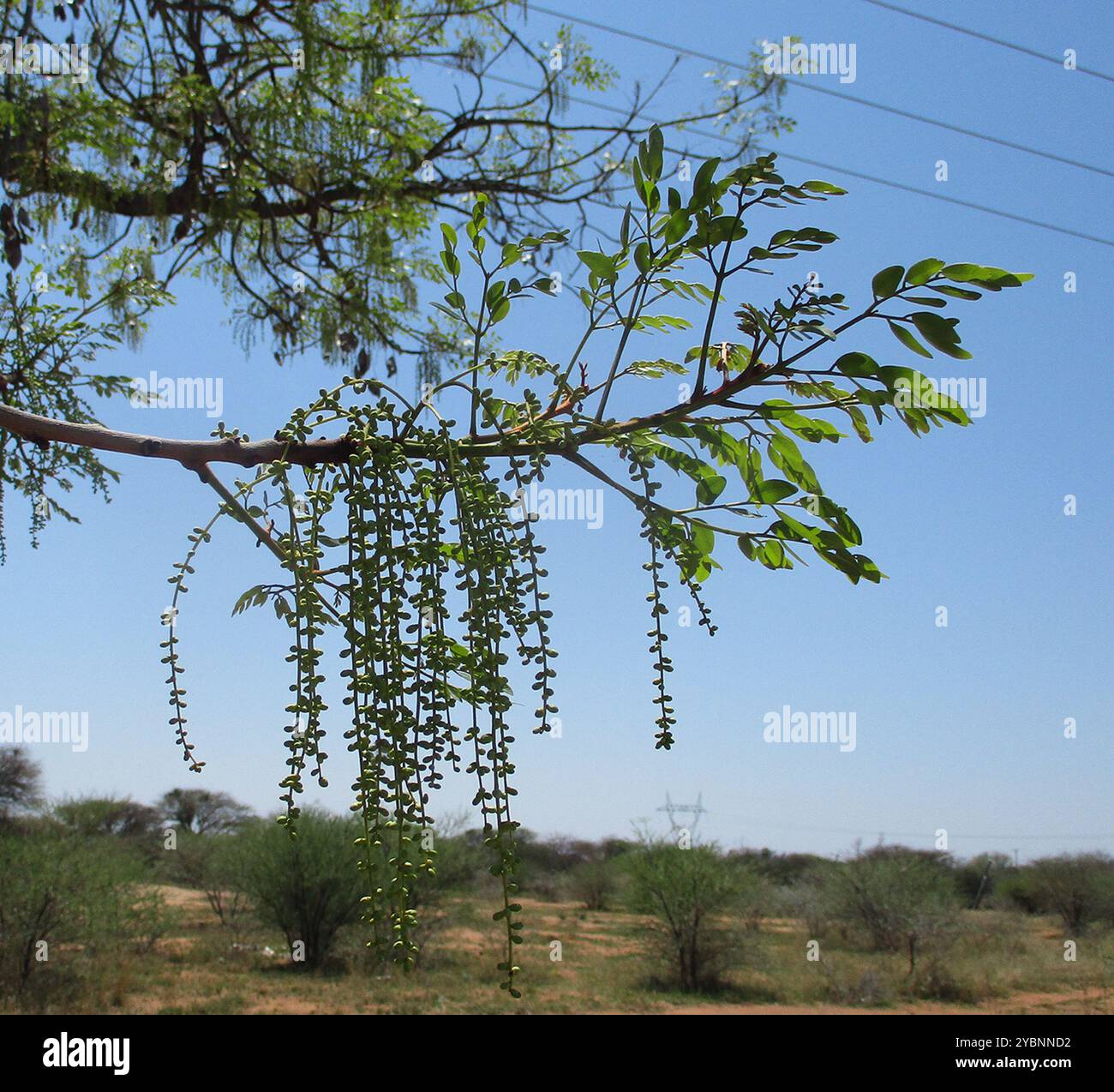 wild syringa (Burkea africana) Plantae Stock Photo - Alamy