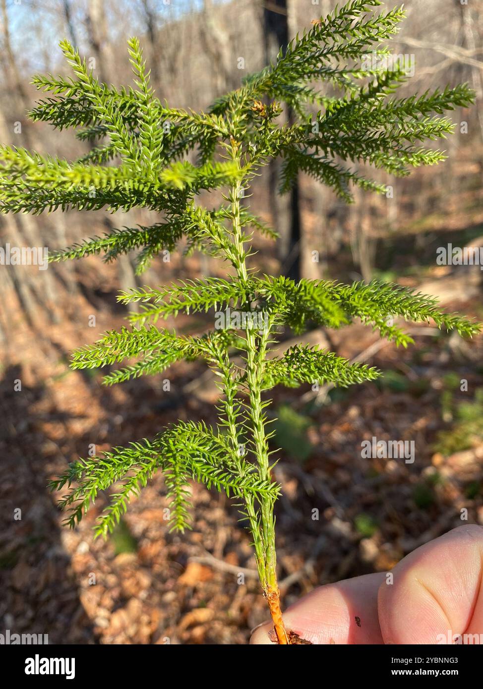 prickly tree-clubmoss (Dendrolycopodium dendroideum) Plantae Stock ...