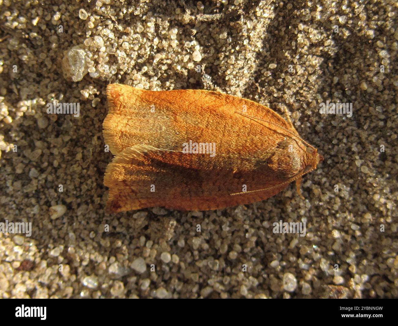 Rose Tortrix Moth (Archips rosana) Insecta Stock Photo - Alamy
