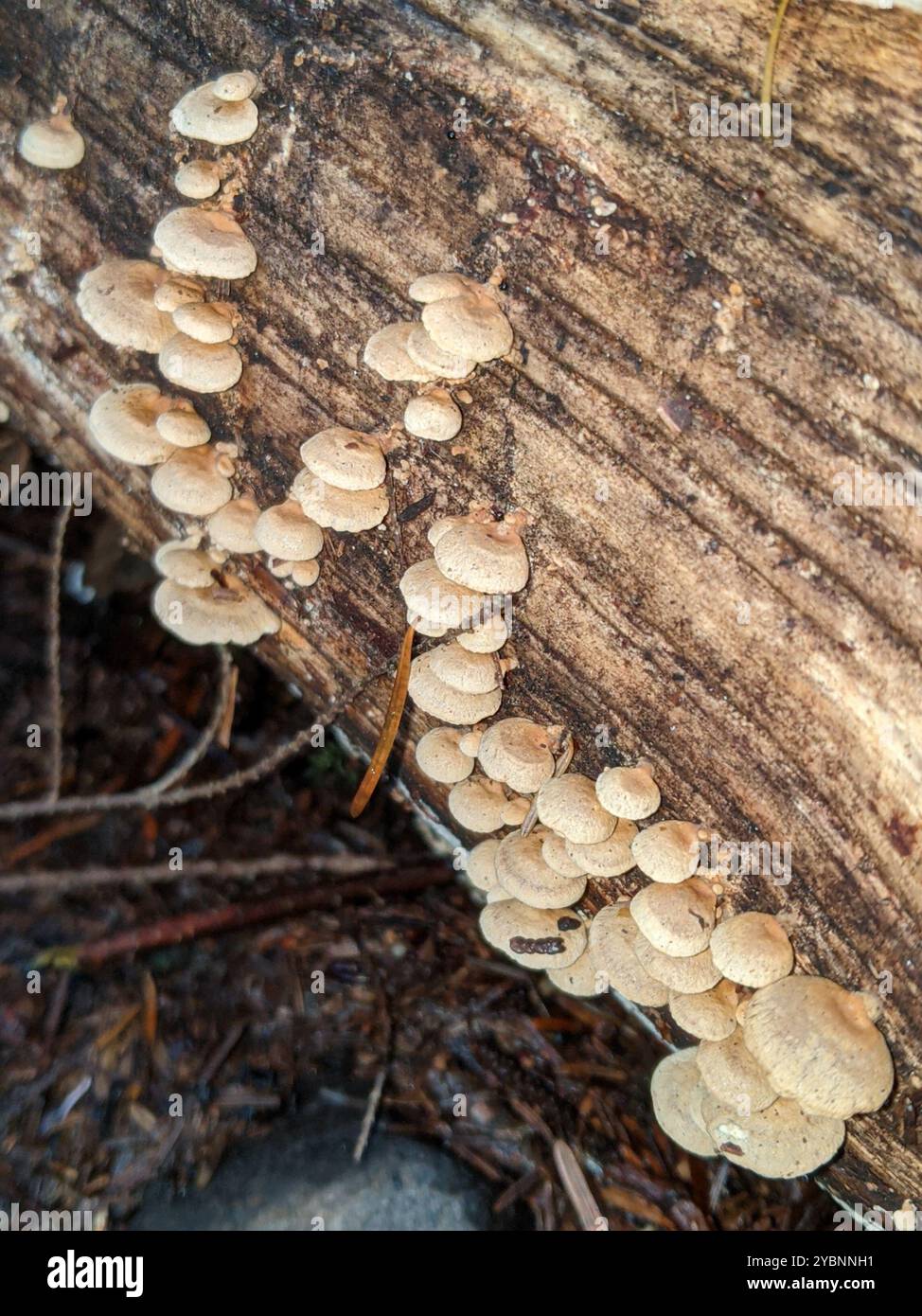 Luminescent panellus stipticus fungi hi-res stock photography and ...