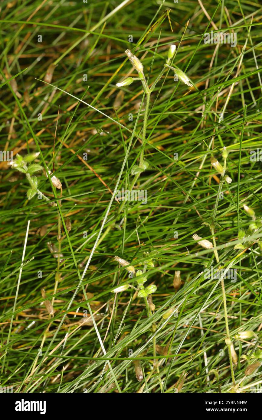 Common mouse-ear chickweed (Cerastium fontanum) Plantae Stock Photo - Alamy