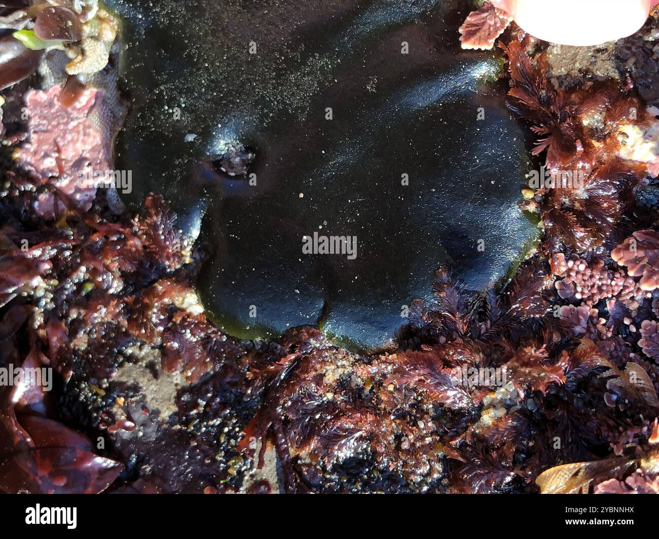 green spongy cushion (Codium setchellii) Plantae Stock Photo - Alamy